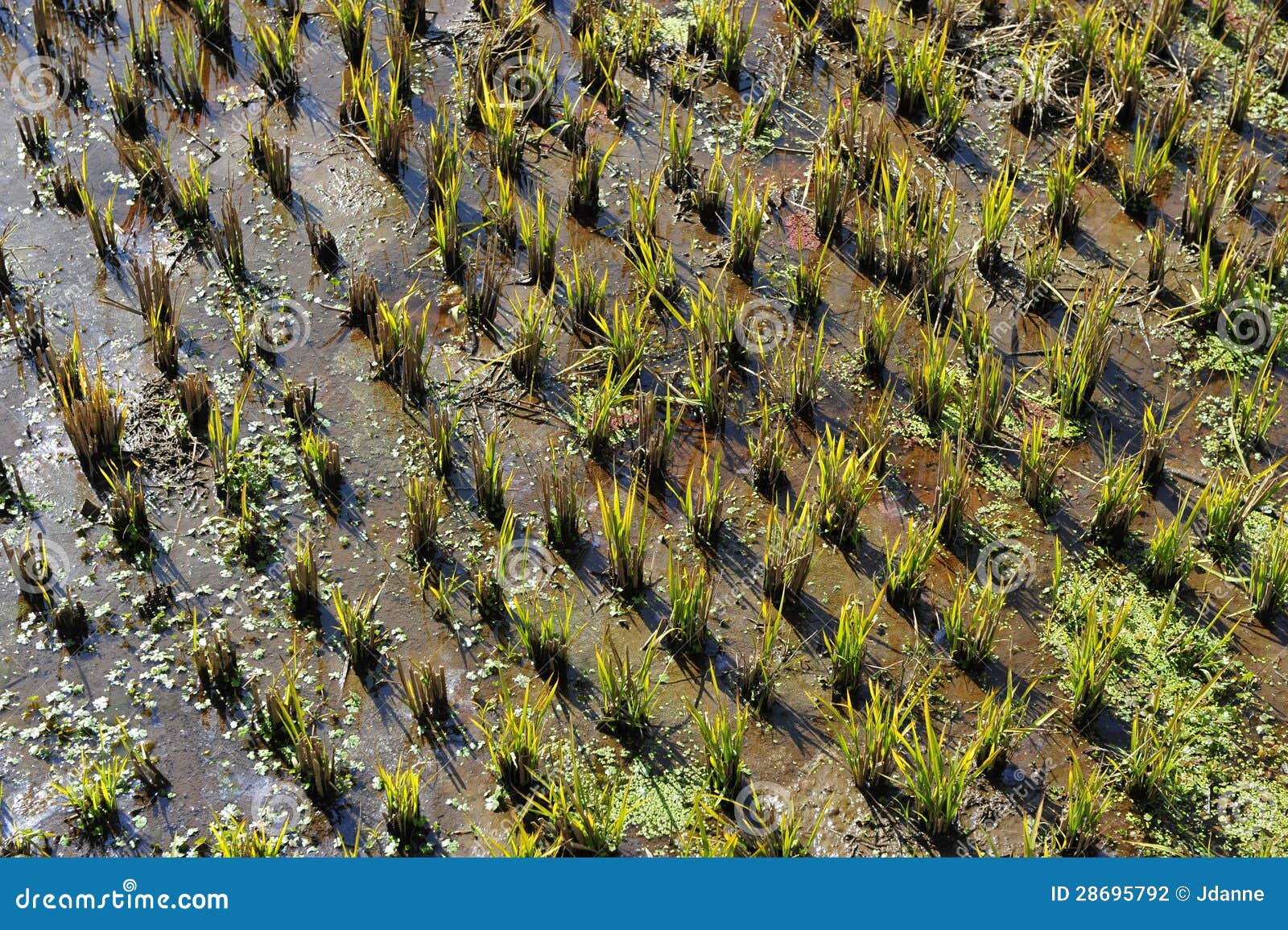 Rice Seedlings stock photo. Image of rice, field, food - 28695792