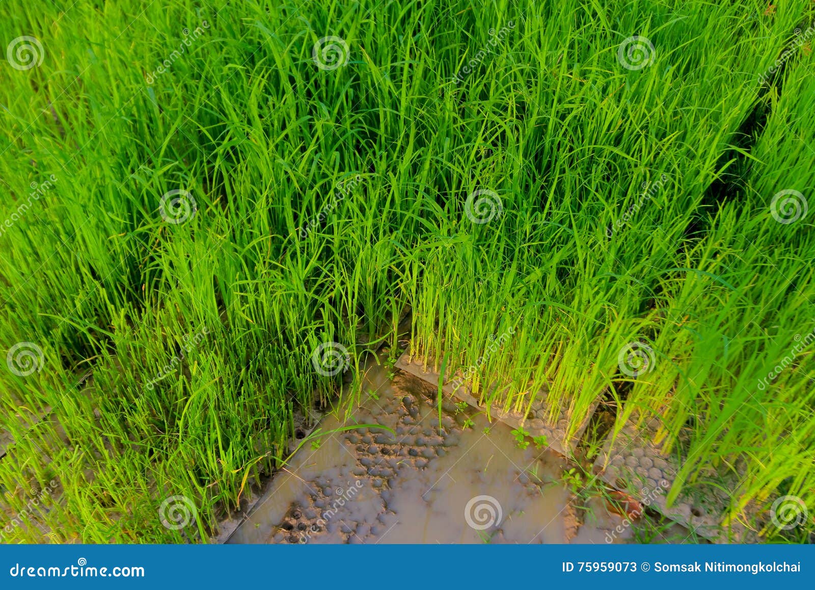 Rice Seedlings,the Beginning of a Rice Plant Stock Image - Image of ...
