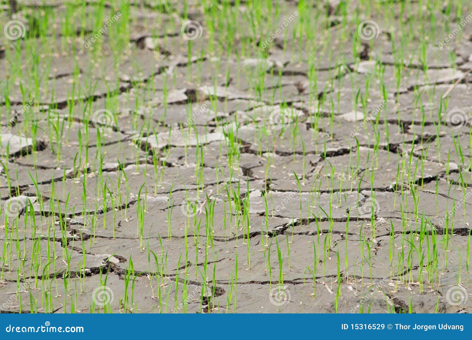 Rice Seedlings in a Cracked, Dried Out Paddy Field Stock Image - Image ...