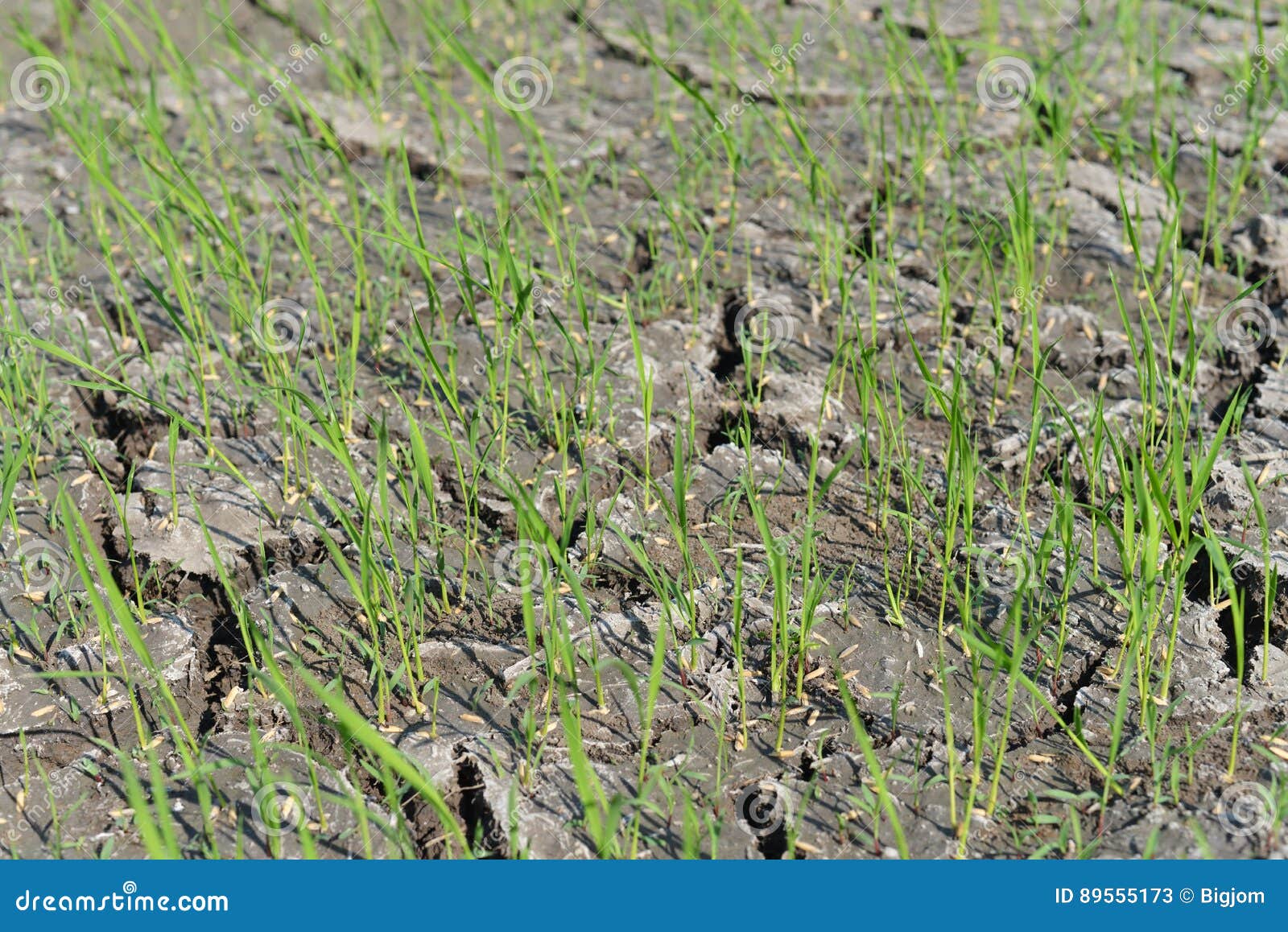 Rice Seedlings on a Dry Field. Stock Image - Image of nature, climate ...