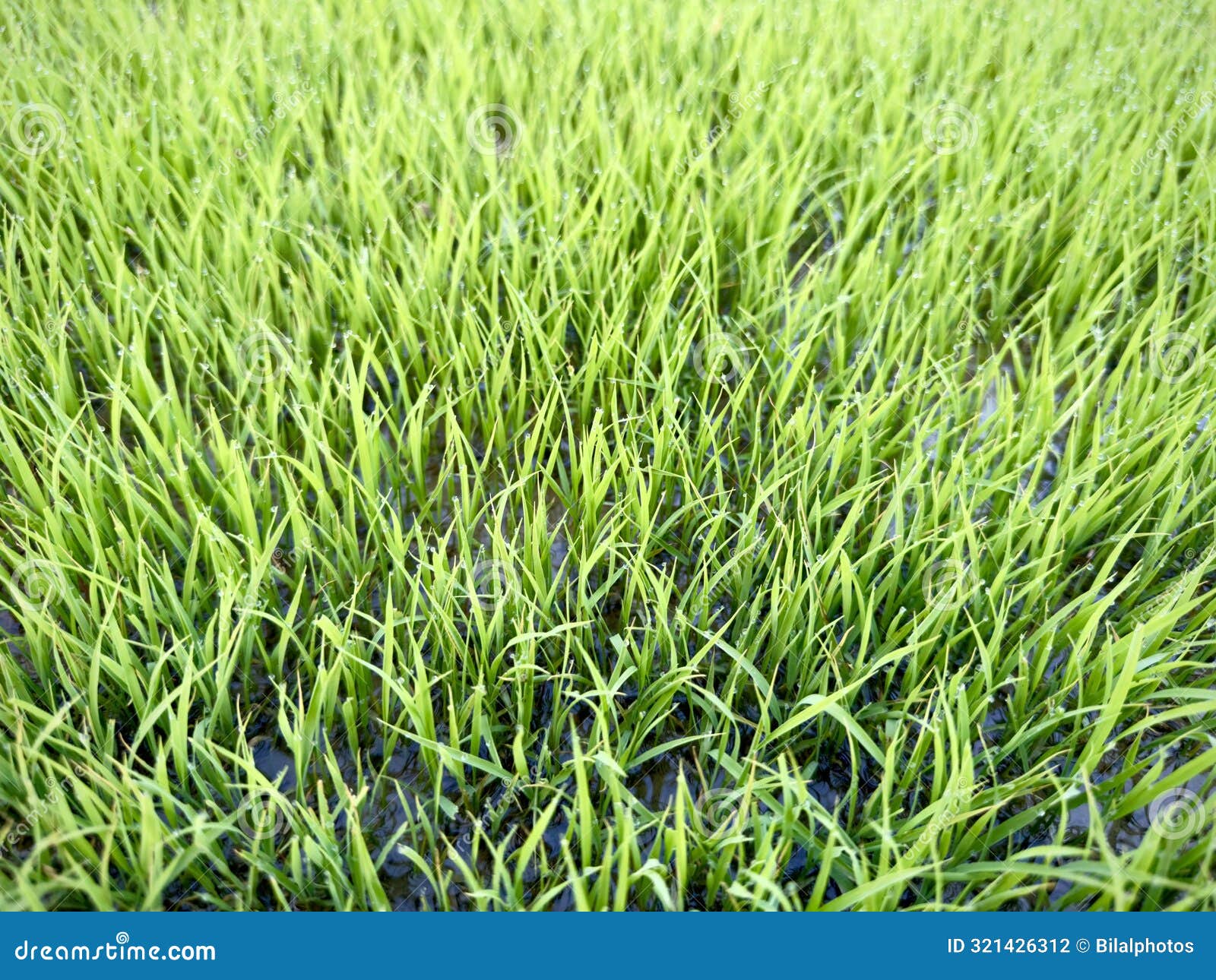 Rice Seedlings in Field . Close-Up View of Germinating Rice Seeds Stock ...