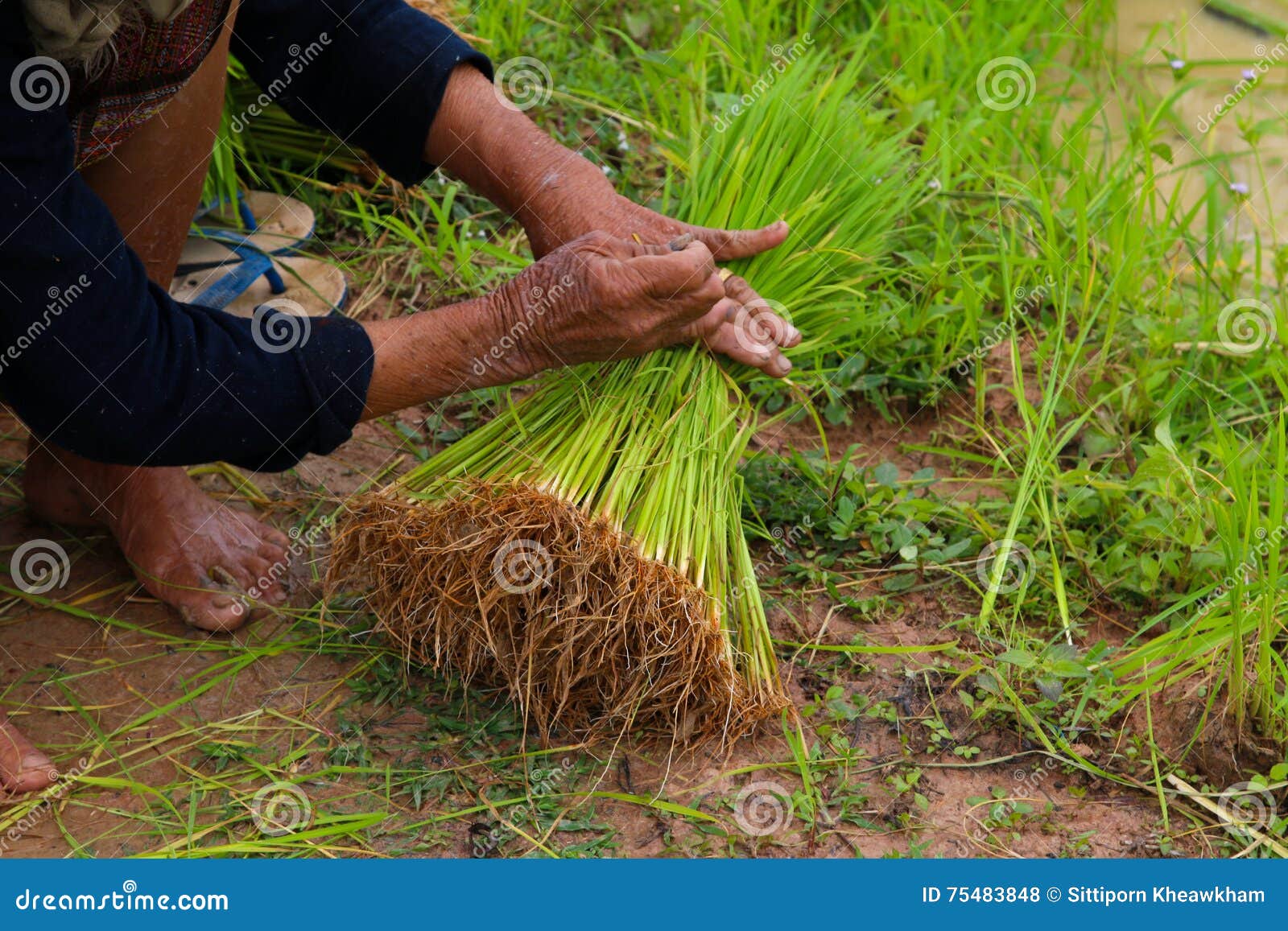 Rice Seedlings in the Field Famer Stock Photo - Image of harvest, labor ...