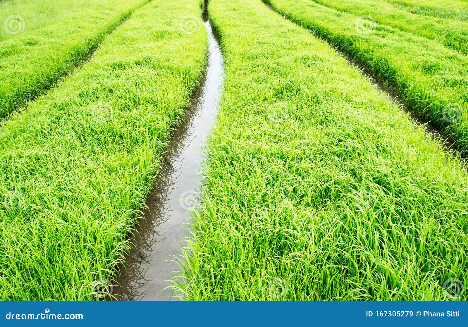 Green Rice Seedlings Field with Water Background Stock Image - Image of ...