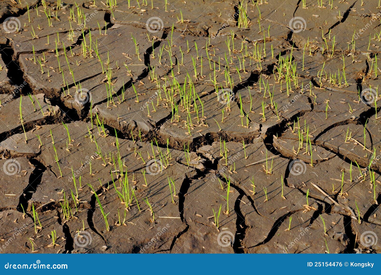 Rice seedlings germinated stock photo. Image of drought - 25154476