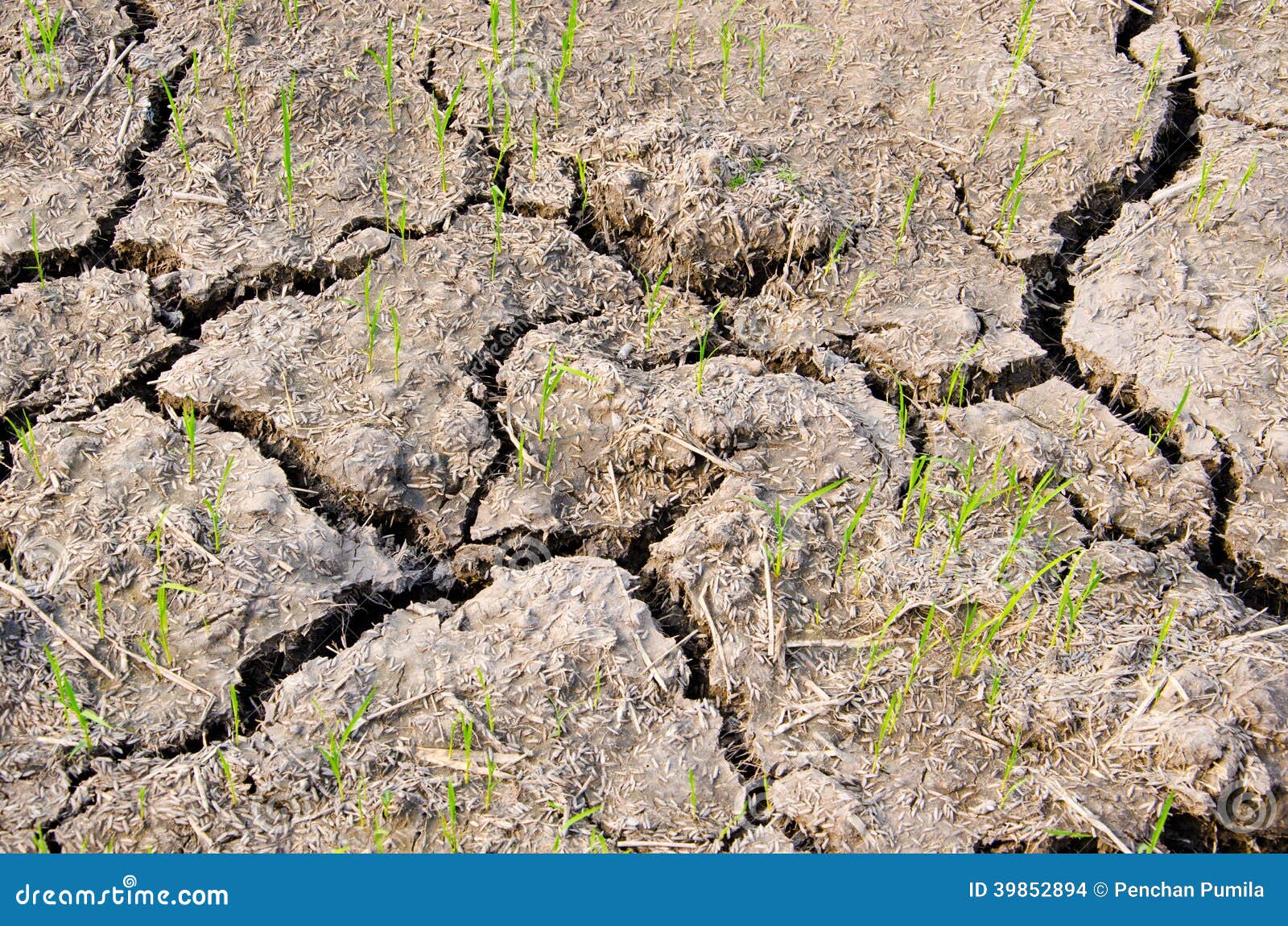 Rice Seedlings Germinated on the Ground To Dry Stock Photo - Image of ...