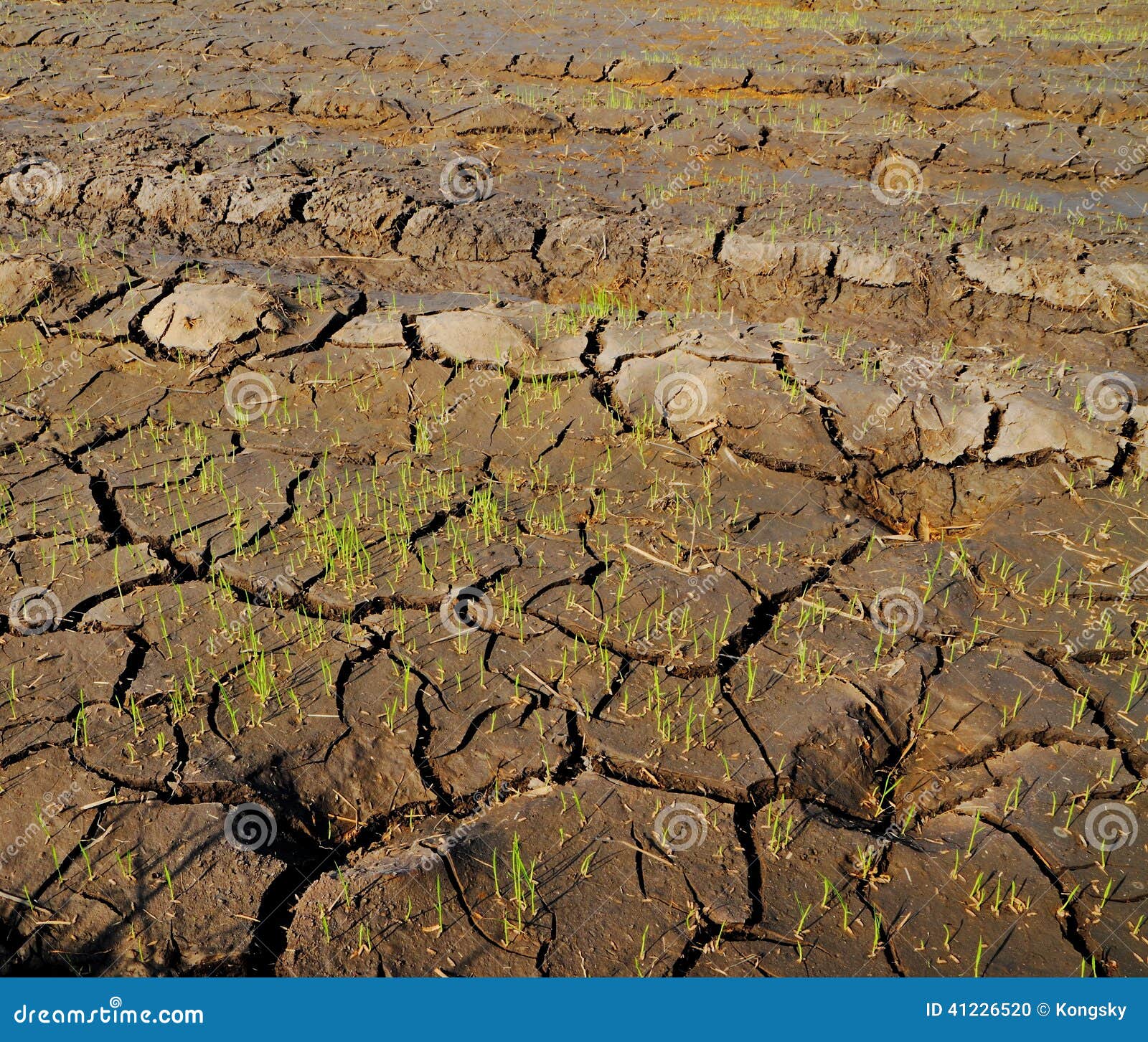 Rice Seedlings Germinated on the Ground Stock Photo - Image of climate ...