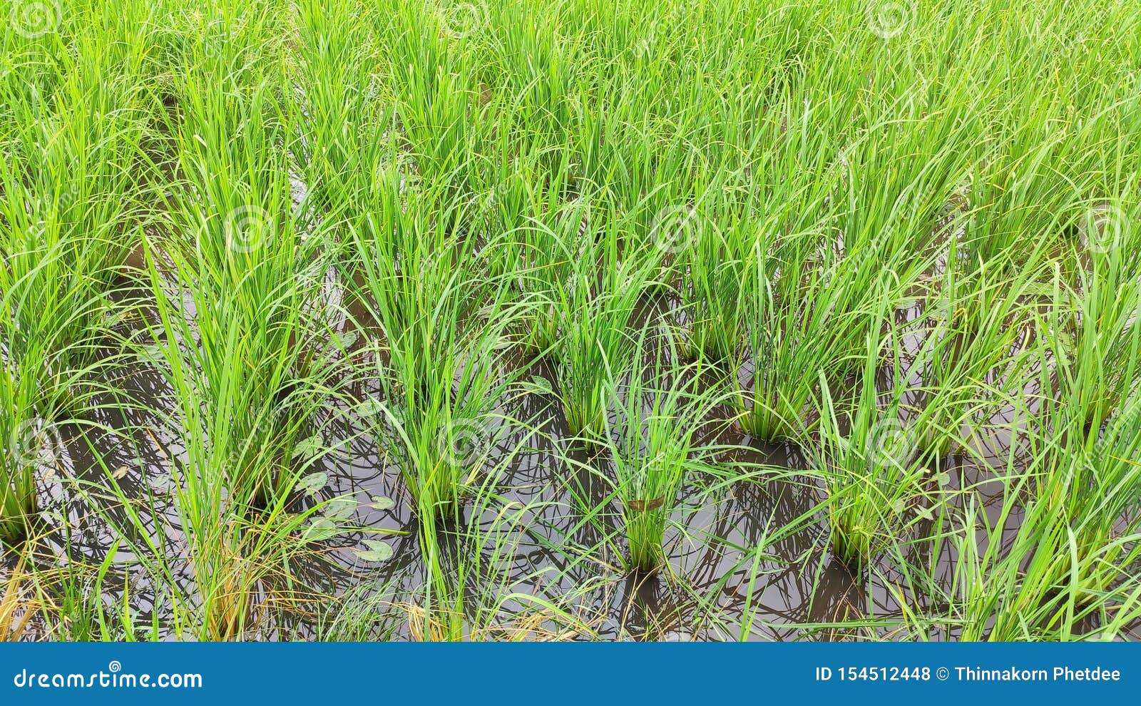Rice Seedlings are Growing, Background, Natural. Stock Photo - Image of ...