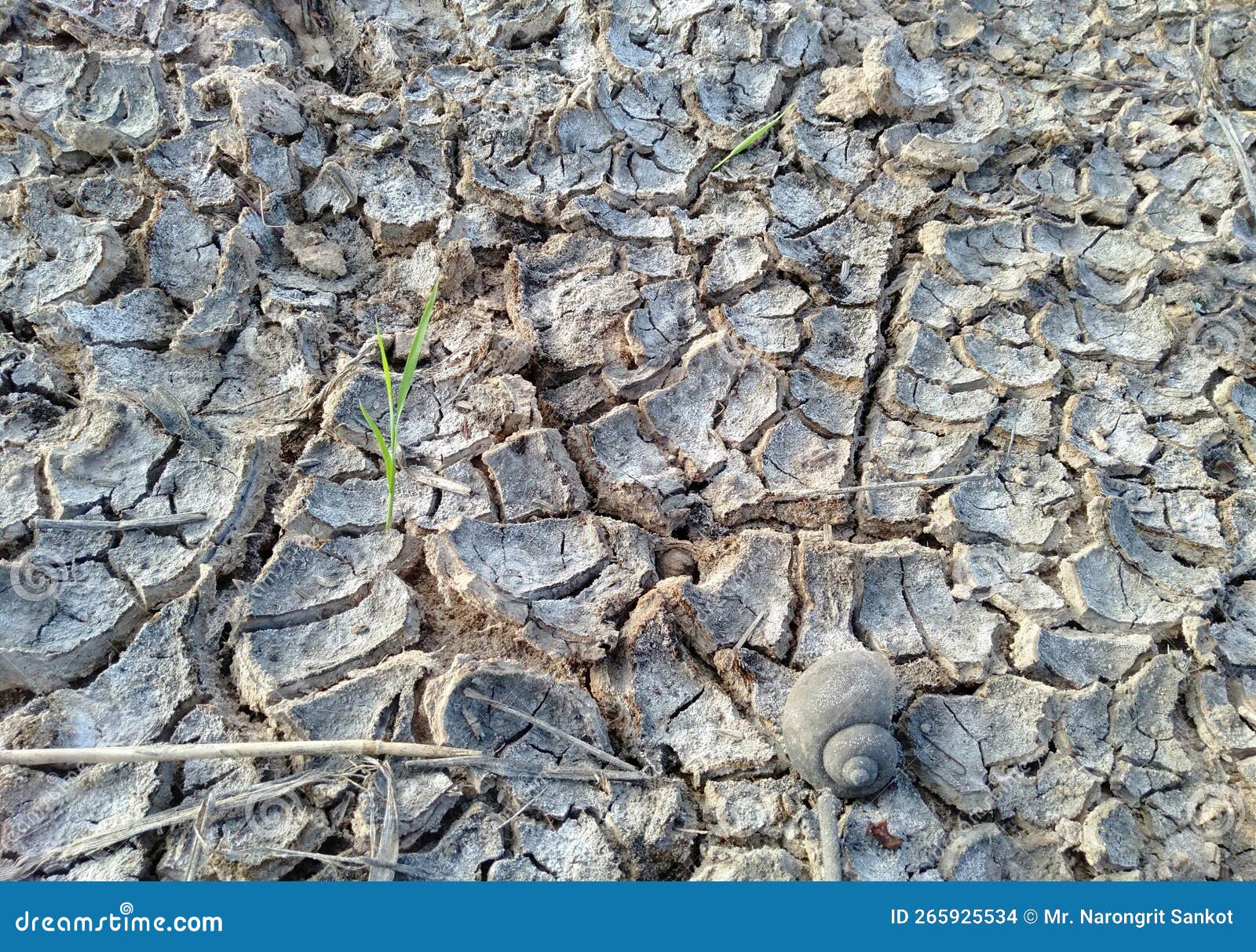 Rice Seedlings Growing on Dry and Salty Soil Stock Photo - Image of ...