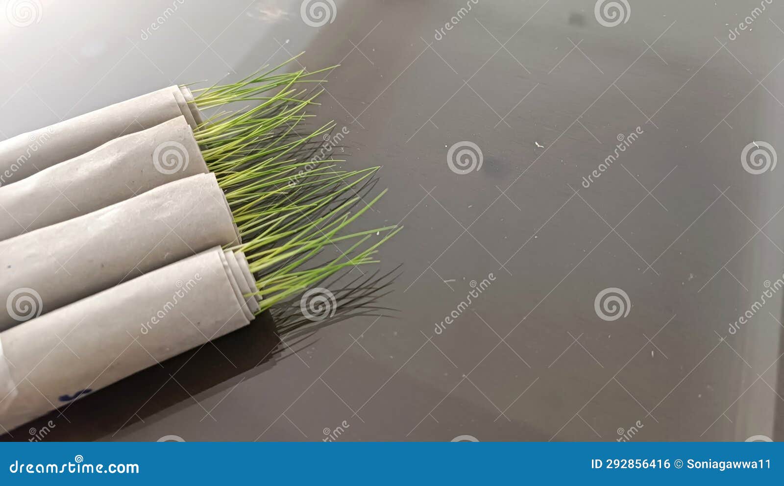 Rice Seedlings Growing on Rolled Test Paper Media for Germination ...