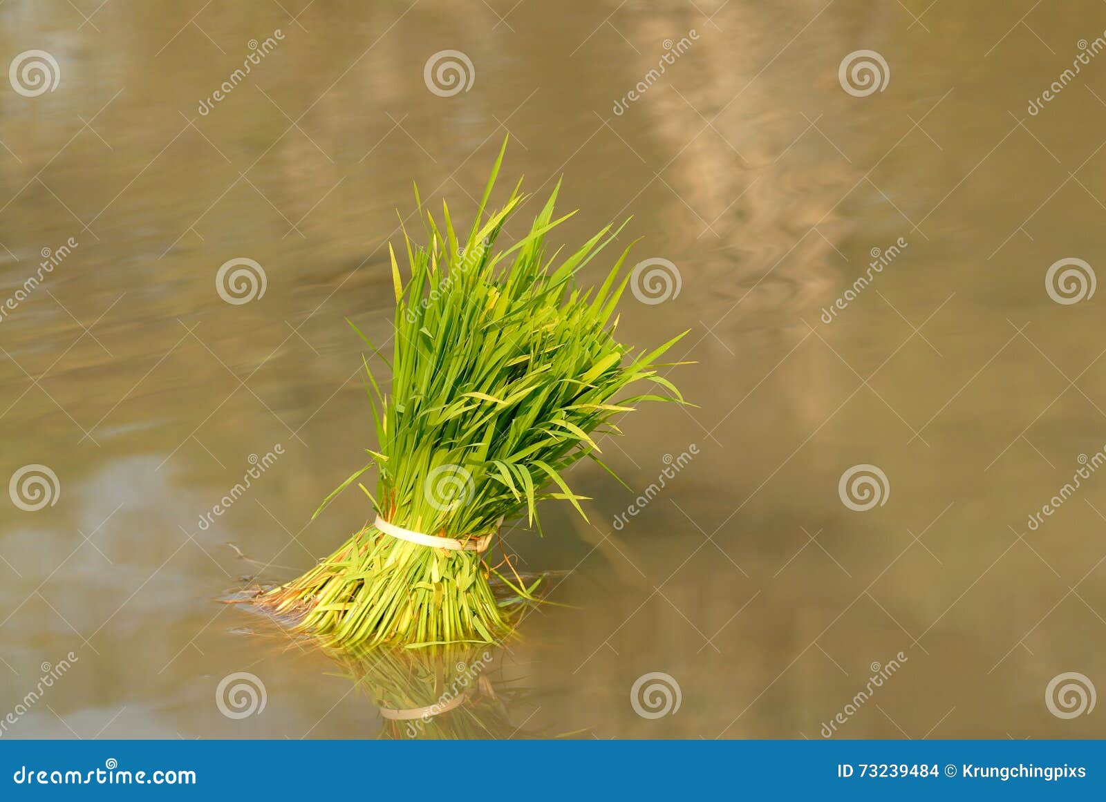 Rice Seedlings on Muddy Water Stock Photo - Image of harvest, farm ...