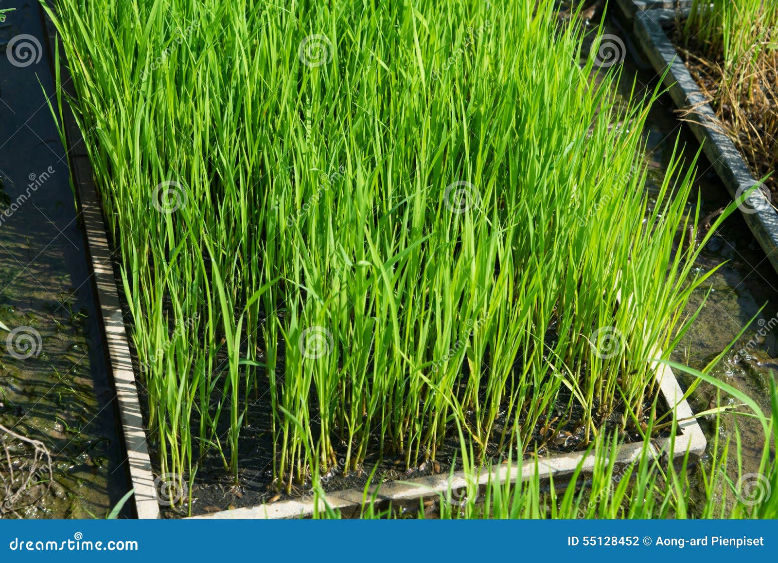 Rice Seedlings Nursery in Trays Stock Photo - Image of rice, fresh ...