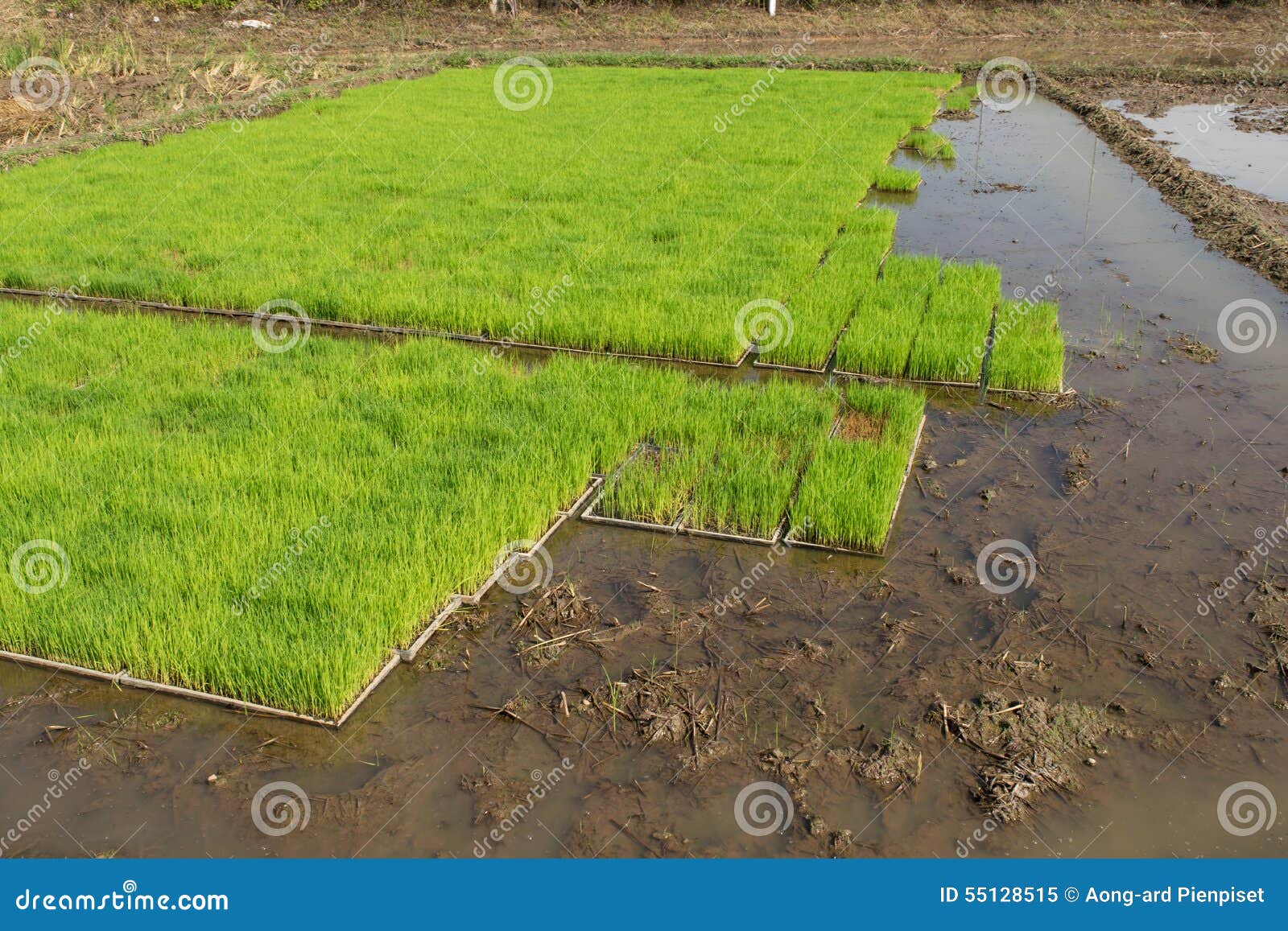 Rice Seedlings Nursery in Trays Stock Image - Image of grass, seed ...