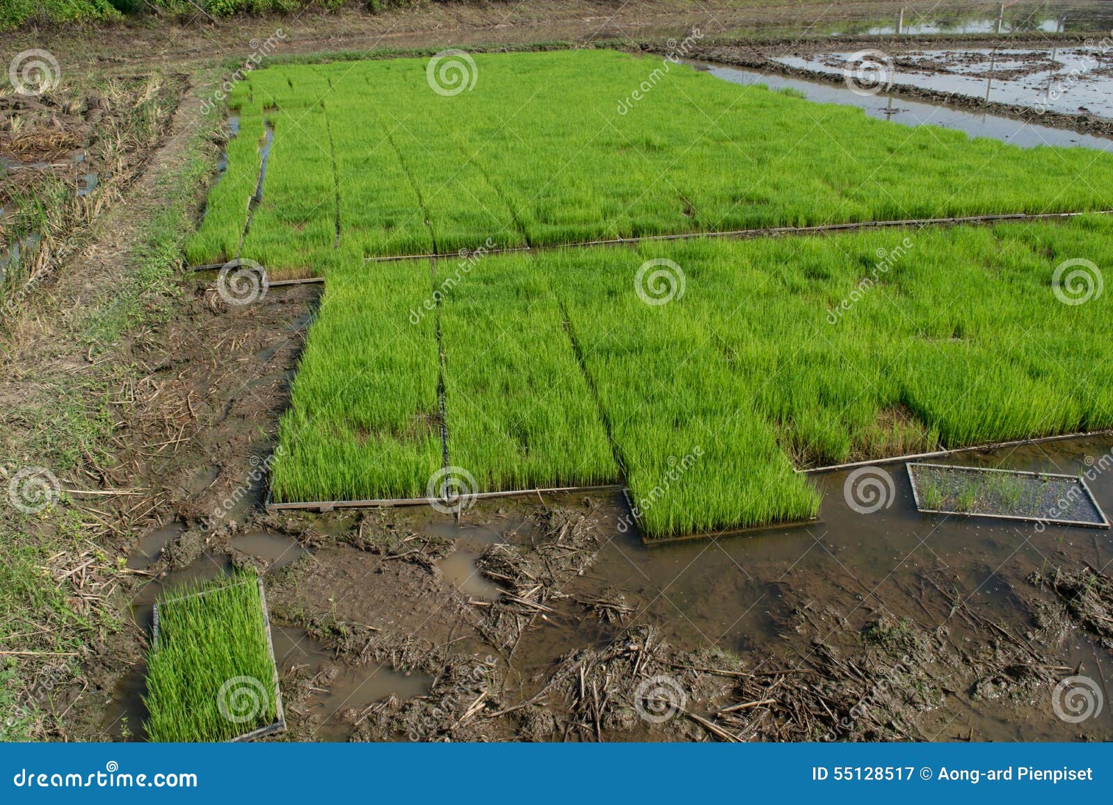 Rice Seedlings Nursery in Trays Stock Image - Image of farm, landscape ...