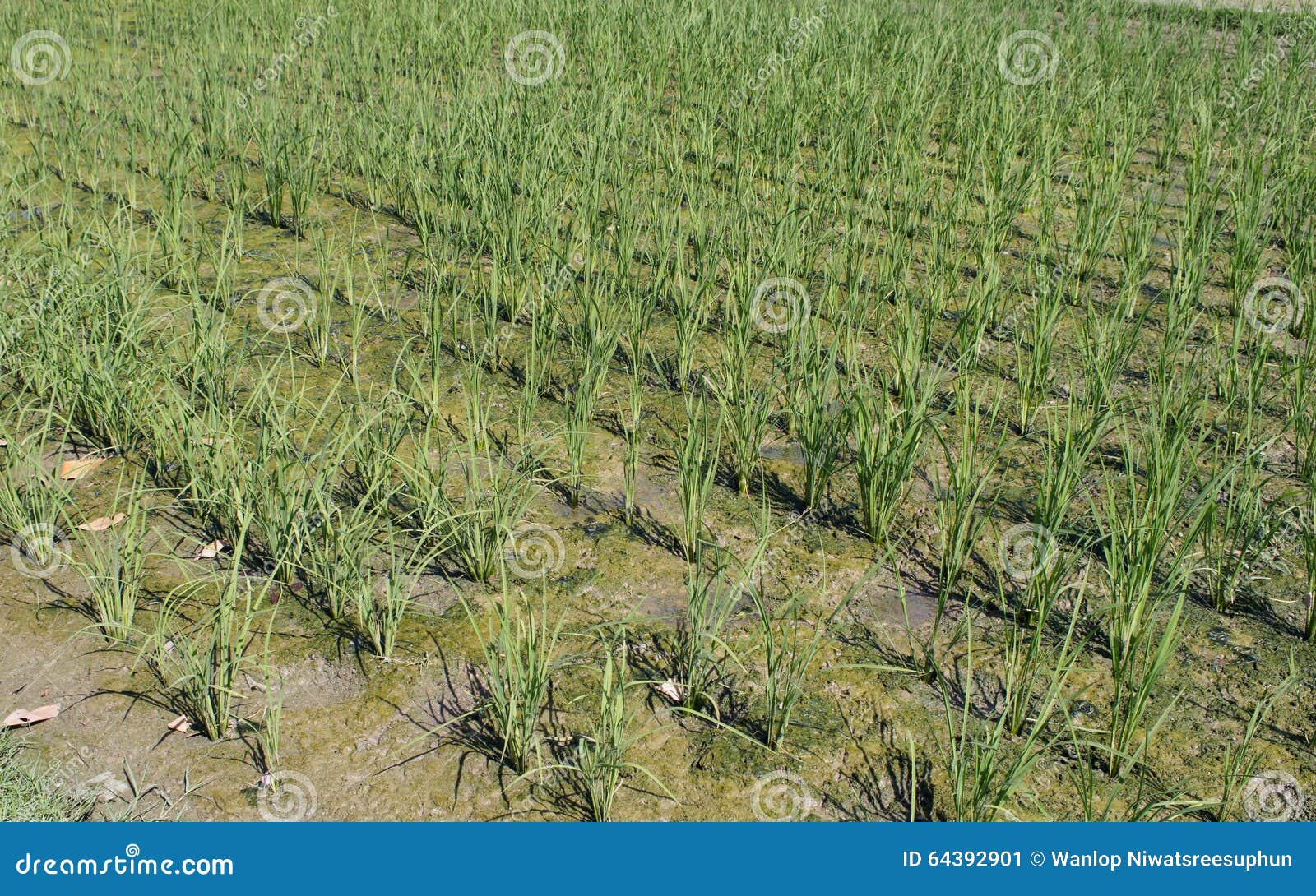 Rice Seedlings in the Paddy Stock Image - Image of daylight, rural ...