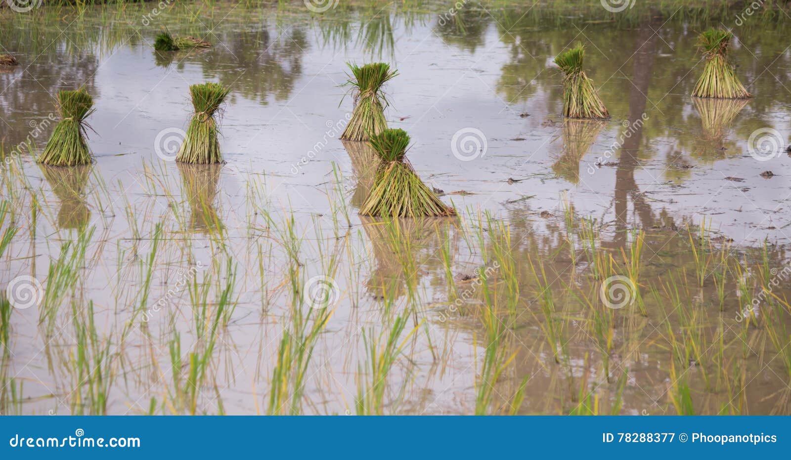 Rice seedlings in paddy stock image. Image of rice, peasant - 78288377