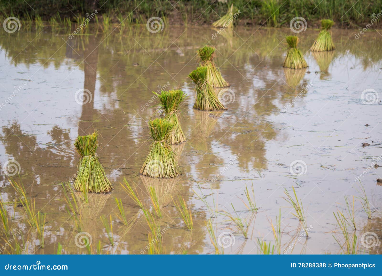 Rice seedlings in paddy stock photo. Image of countryside - 78288388