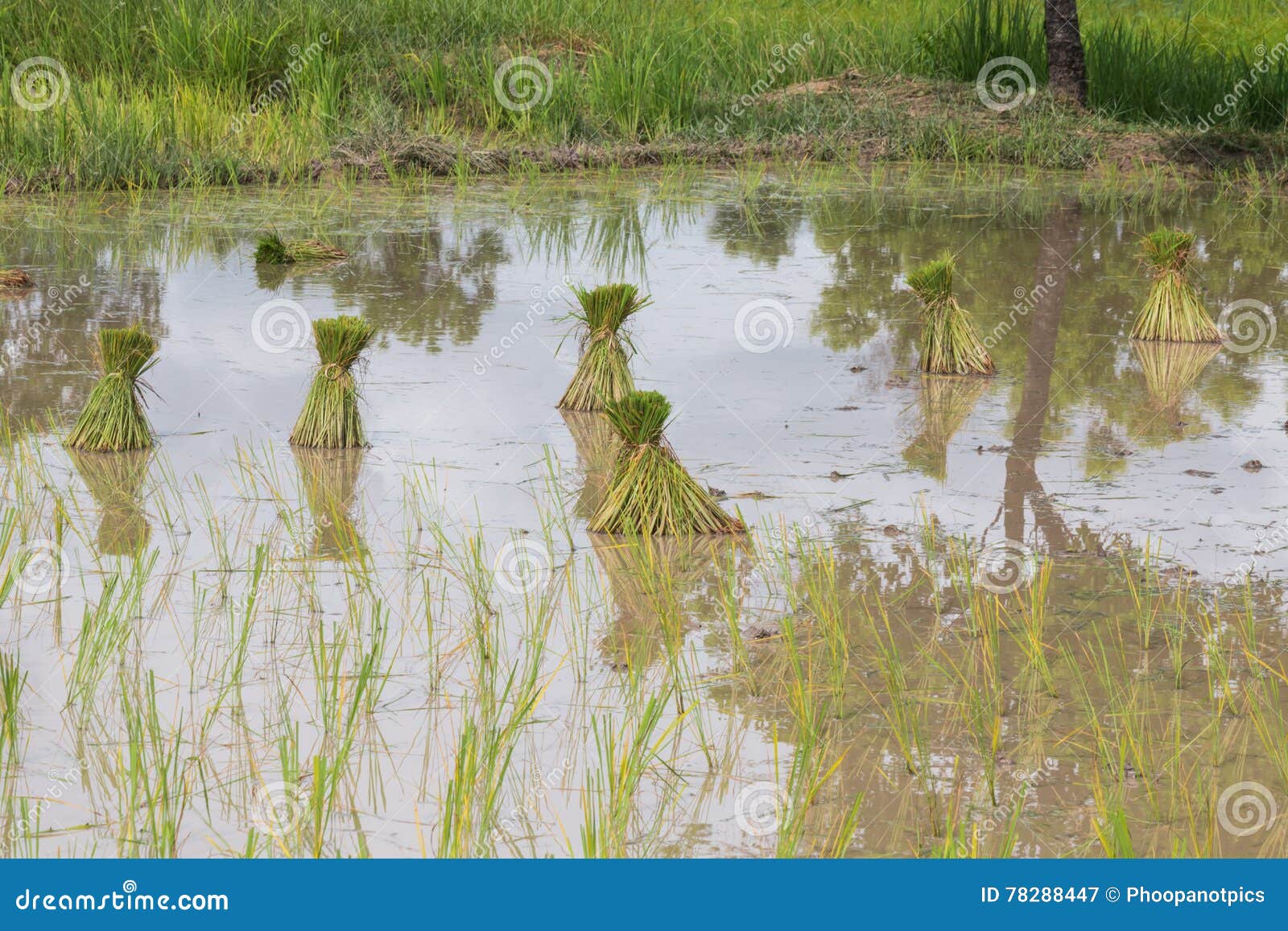 Rice seedlings in paddy stock image. Image of saddle - 78288447