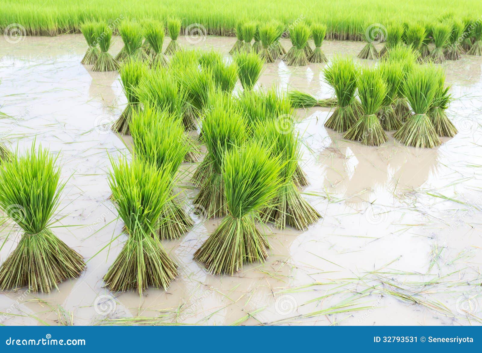 Rice seedlings. stock image. Image of agriculture, asia - 32793531