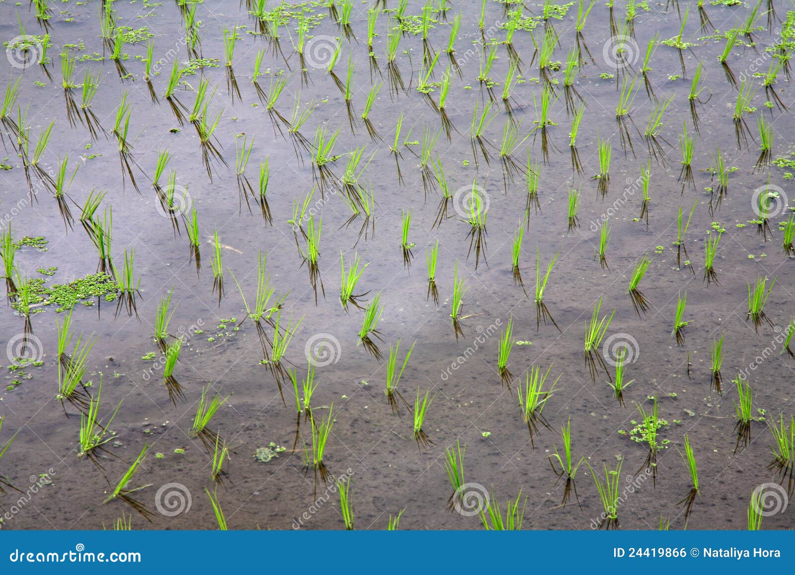 Rice seedlings in a row stock photo. Image of grain, closeup - 24419866