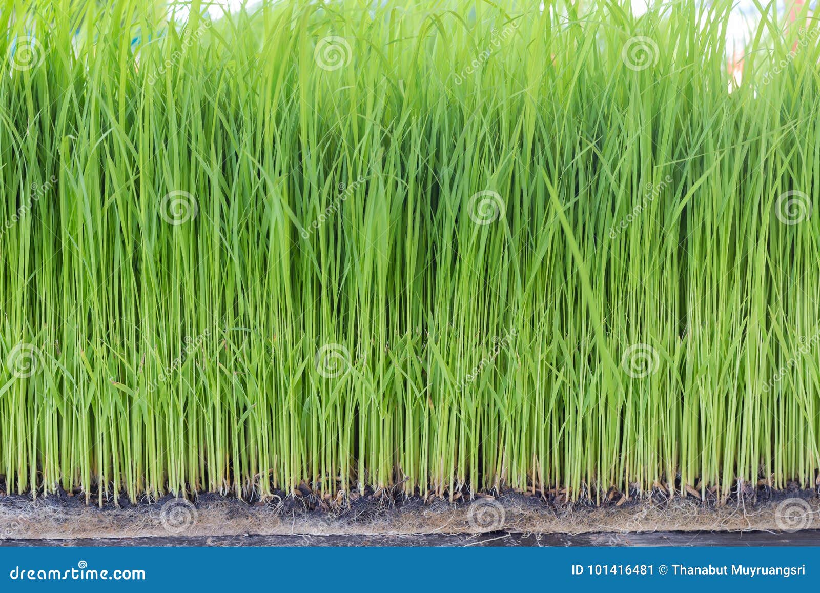 Rice Seedlings, Sapling Planting Stock Image - Image of oganic, ground ...