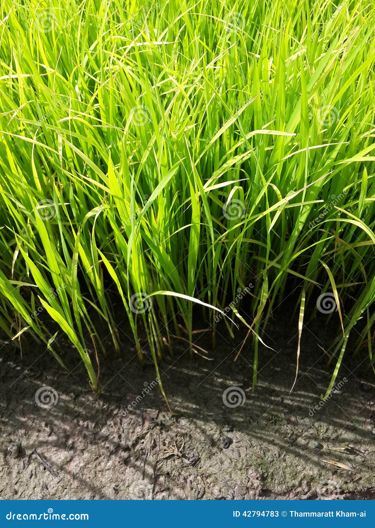 Rice seedlings stock image. Image of agriculture, rice - 42794783