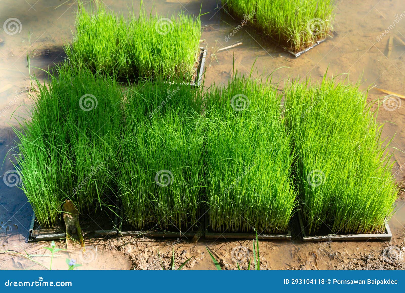 Rice Seedlings in Seedling Trays,Rice Seedling Stock Photo - Image of ...