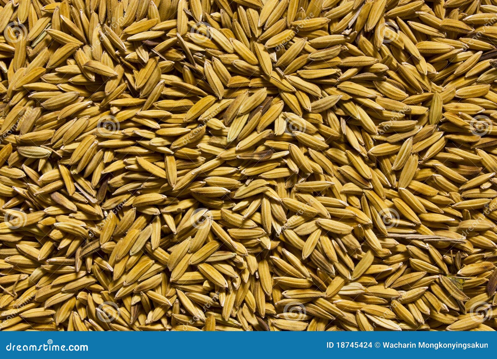 Rice seeds stock photo. Image of thai, close, seed, paddy - 18745424