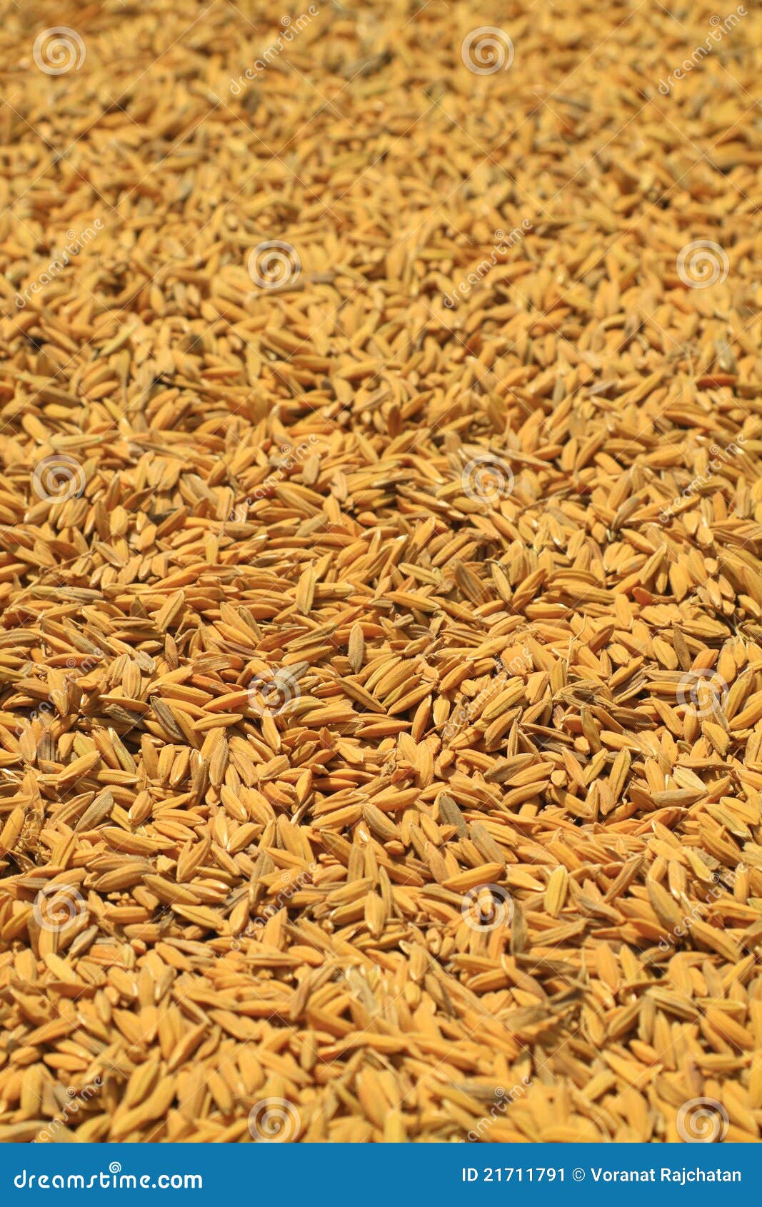 Rice seeds stock image. Image of paddy, background, grained - 21711791