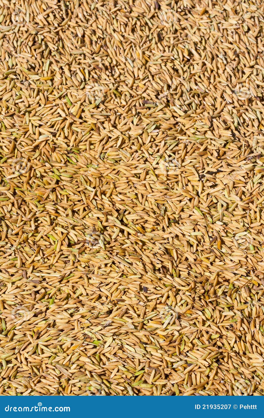 Rice seeds stock image. Image of plantation, golden, background - 21935207