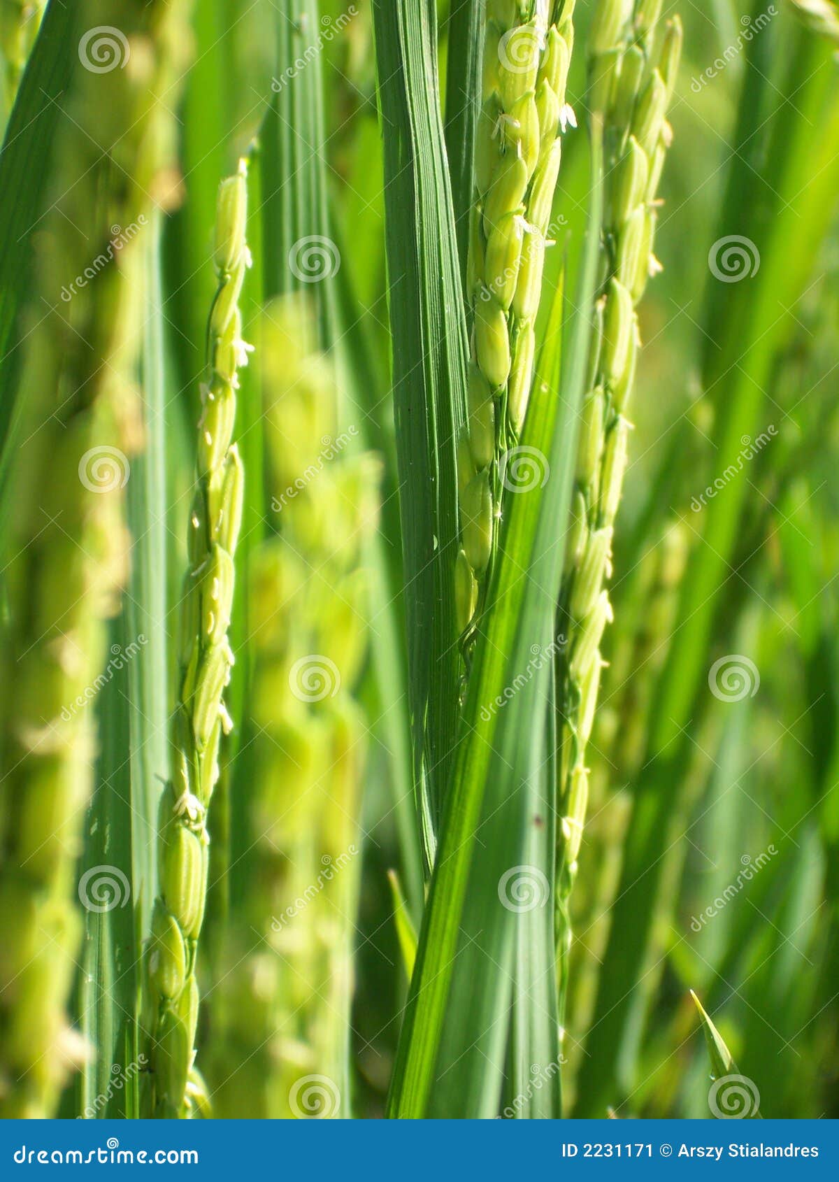 Rice Seeds stock image. Image of plants, leafs, seeds - 2231171