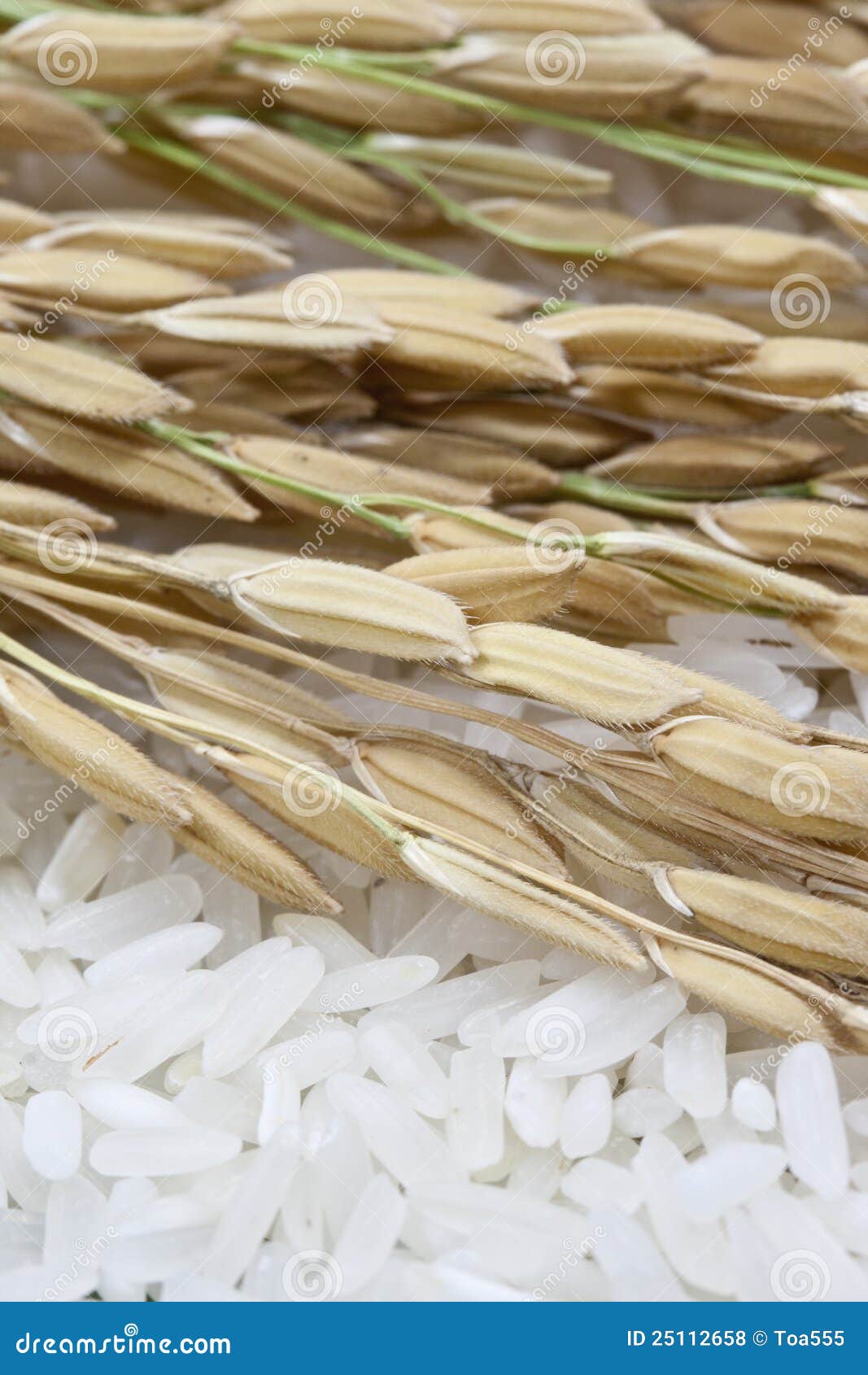Rice seeds stock photo. Image of grain, rice, measurement - 25112658