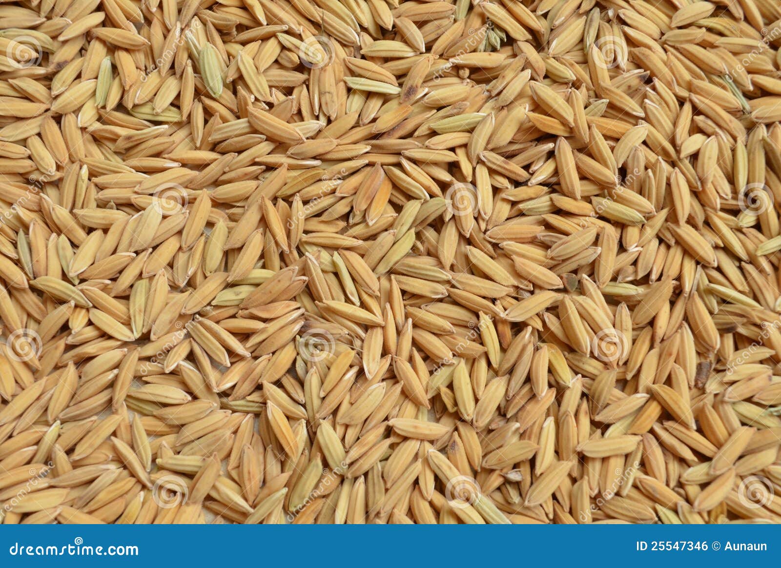 Rice seeds stock photo. Image of group, full, ingredient - 25547346