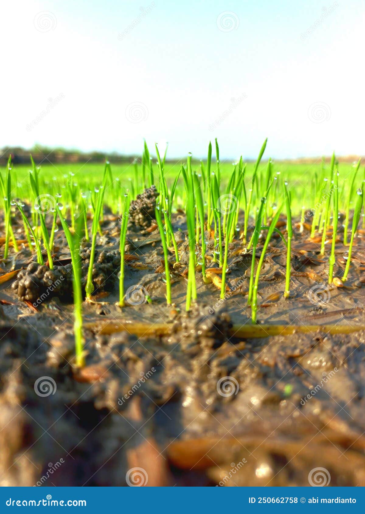 Rice seeds stock photo. Image of rice, produce, plant - 250662758