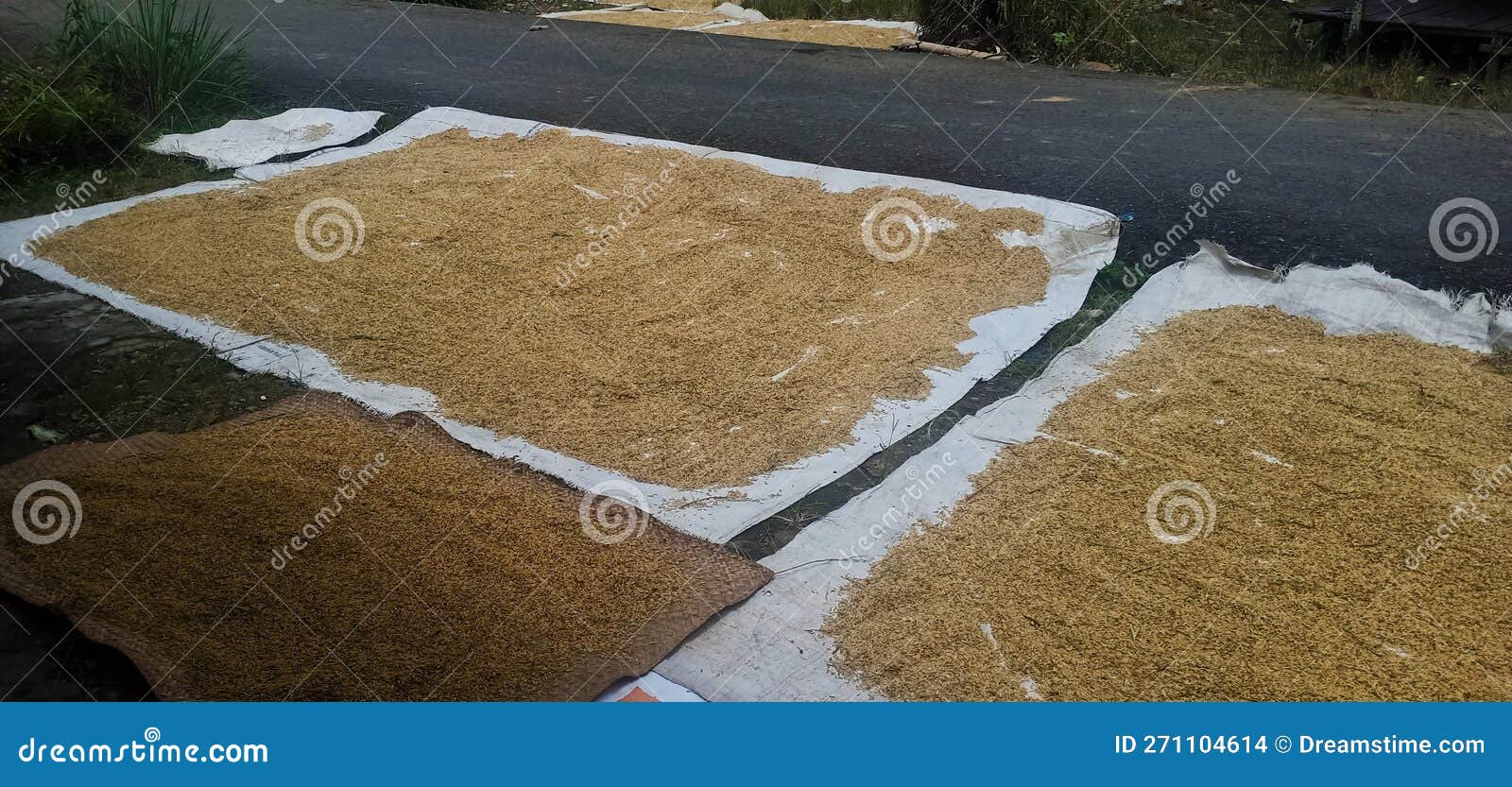 Rice seeds stock photo. Image of asphalt, grain, outdoor - 271104614