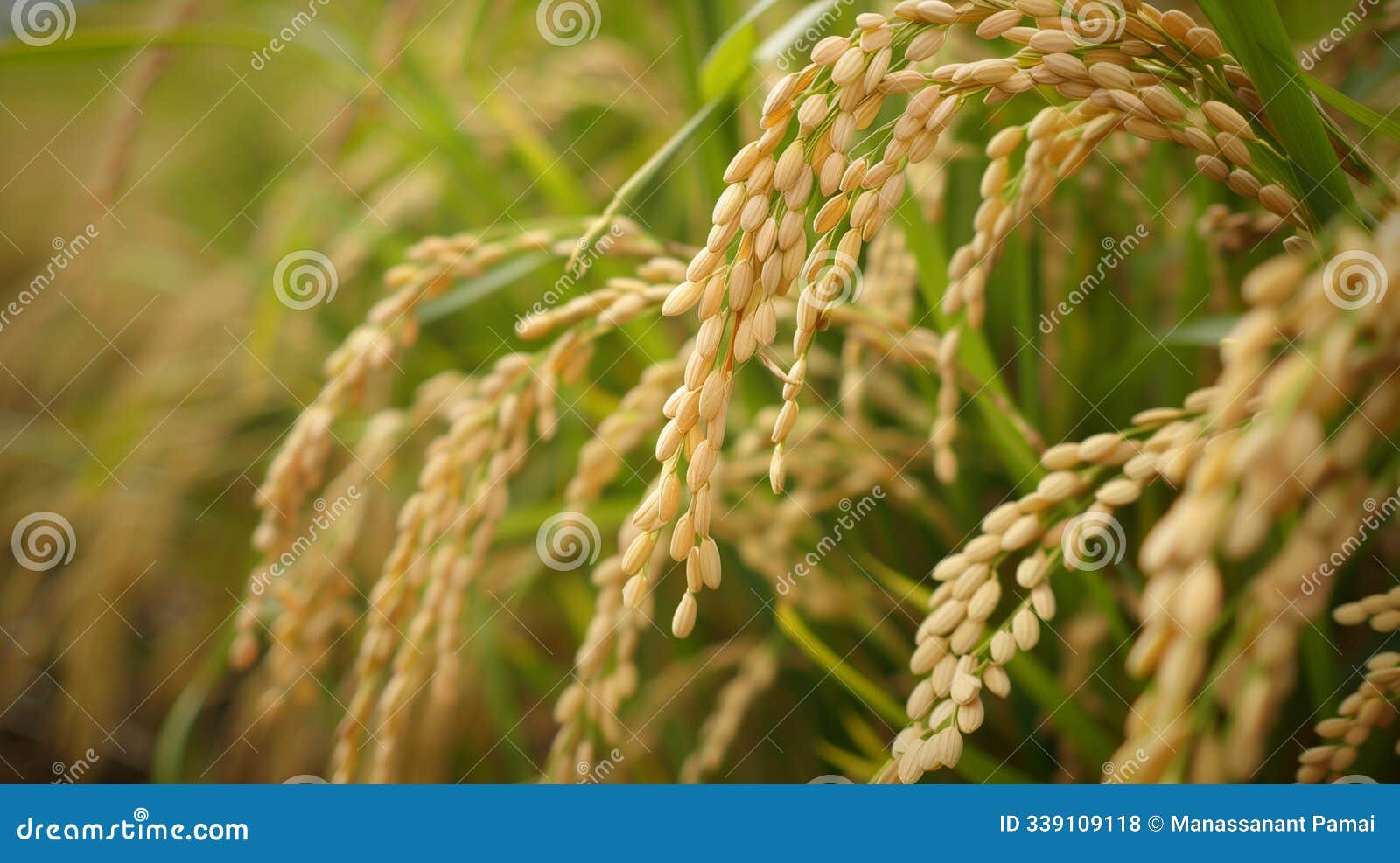 Rice Seeds in Ear of Golden Paddy Rice in Field Stock Photo - Image of ...