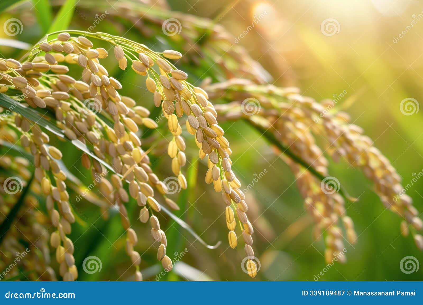 Rice Seeds in Ear of Golden Paddy Rice in Field Stock Image - Image of ...