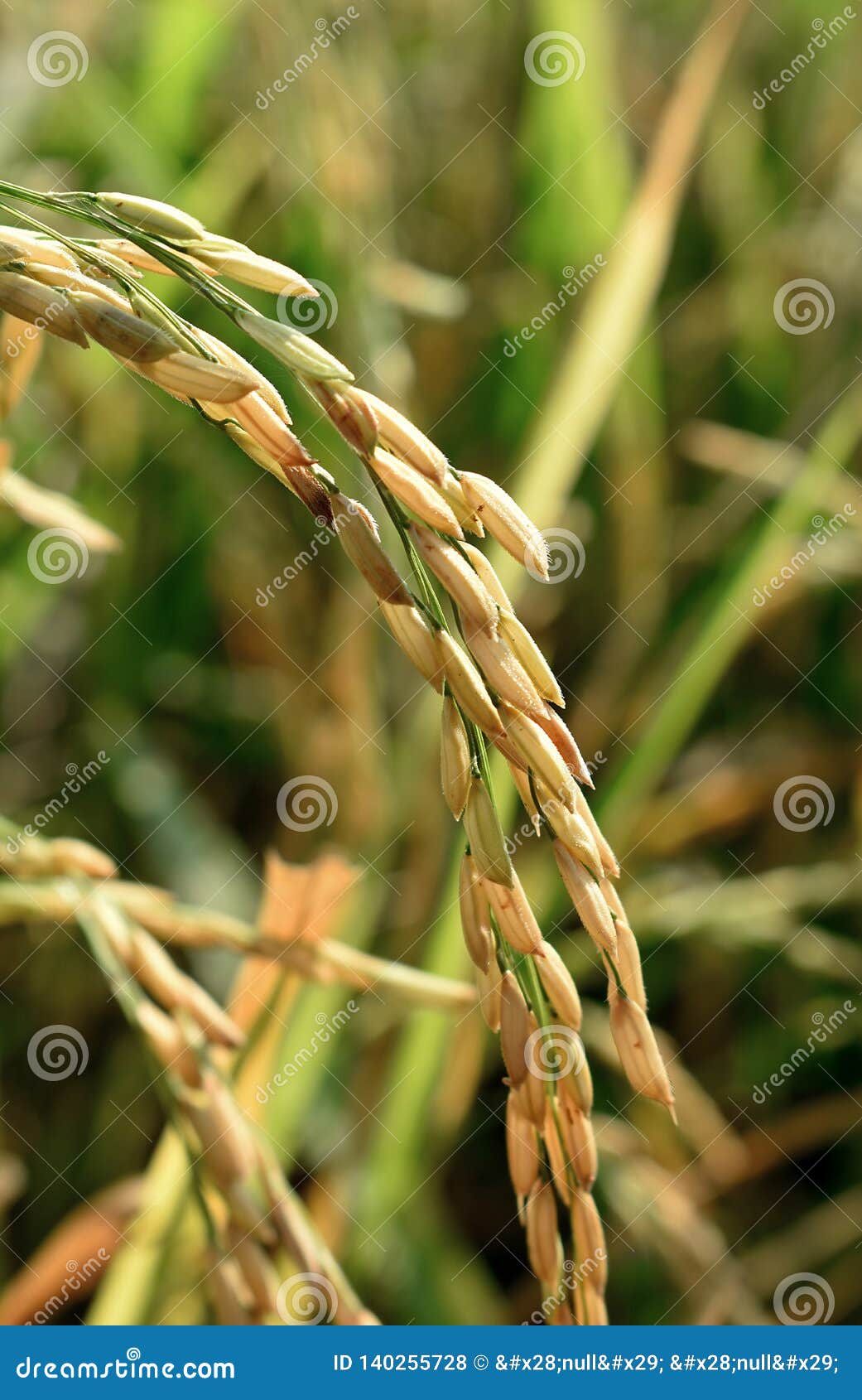 Rice seeds in the field stock photo. Image of farm, rice - 140255728