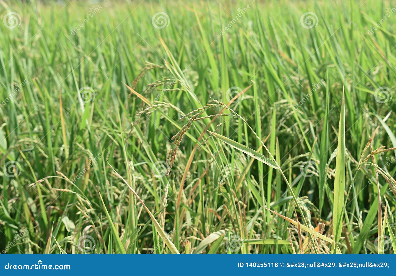Rice seeds in the field stock photo. Image of field - 140255118