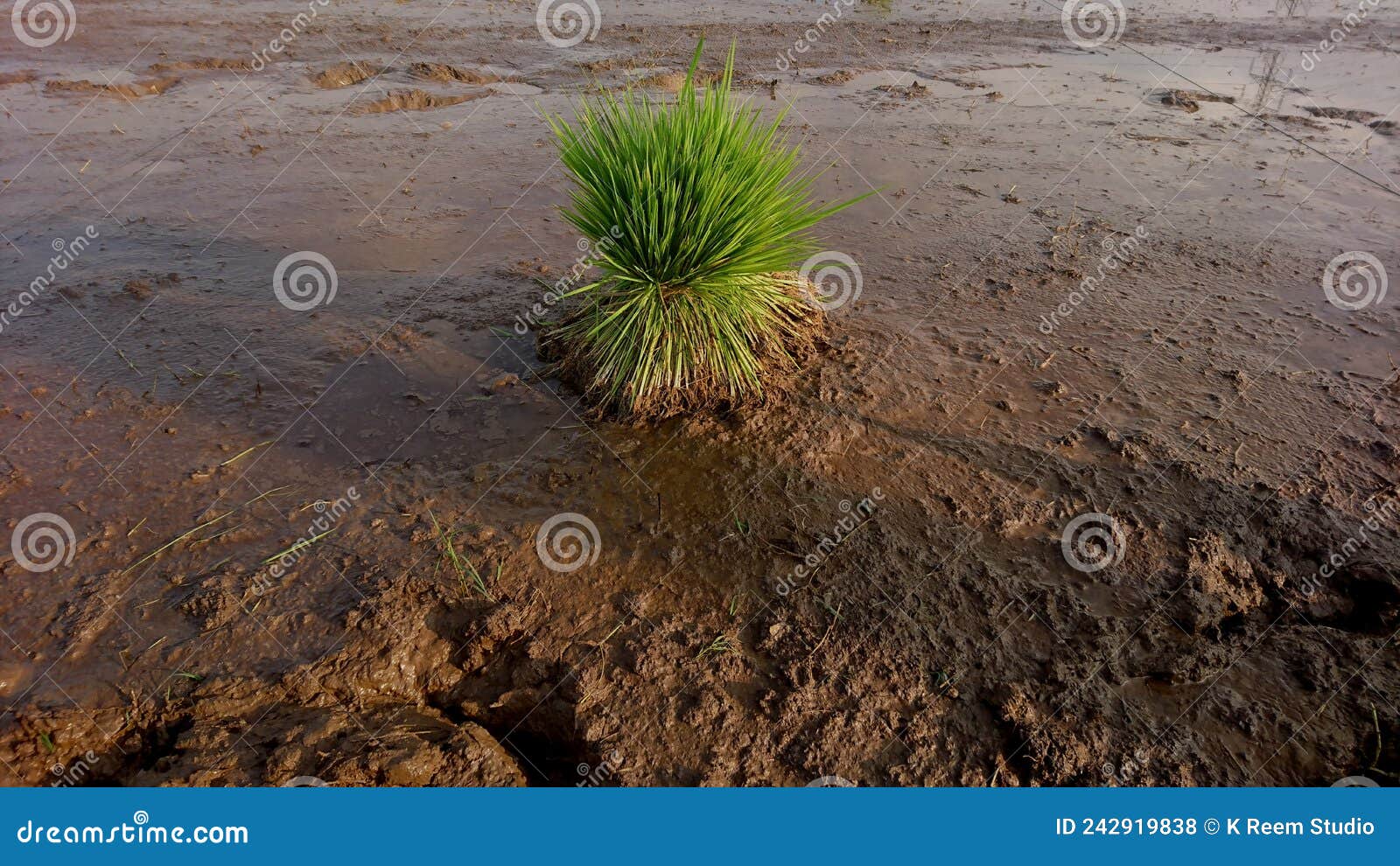Rice Seeds in the Fields before Planting Stock Photo - Image of pattern ...