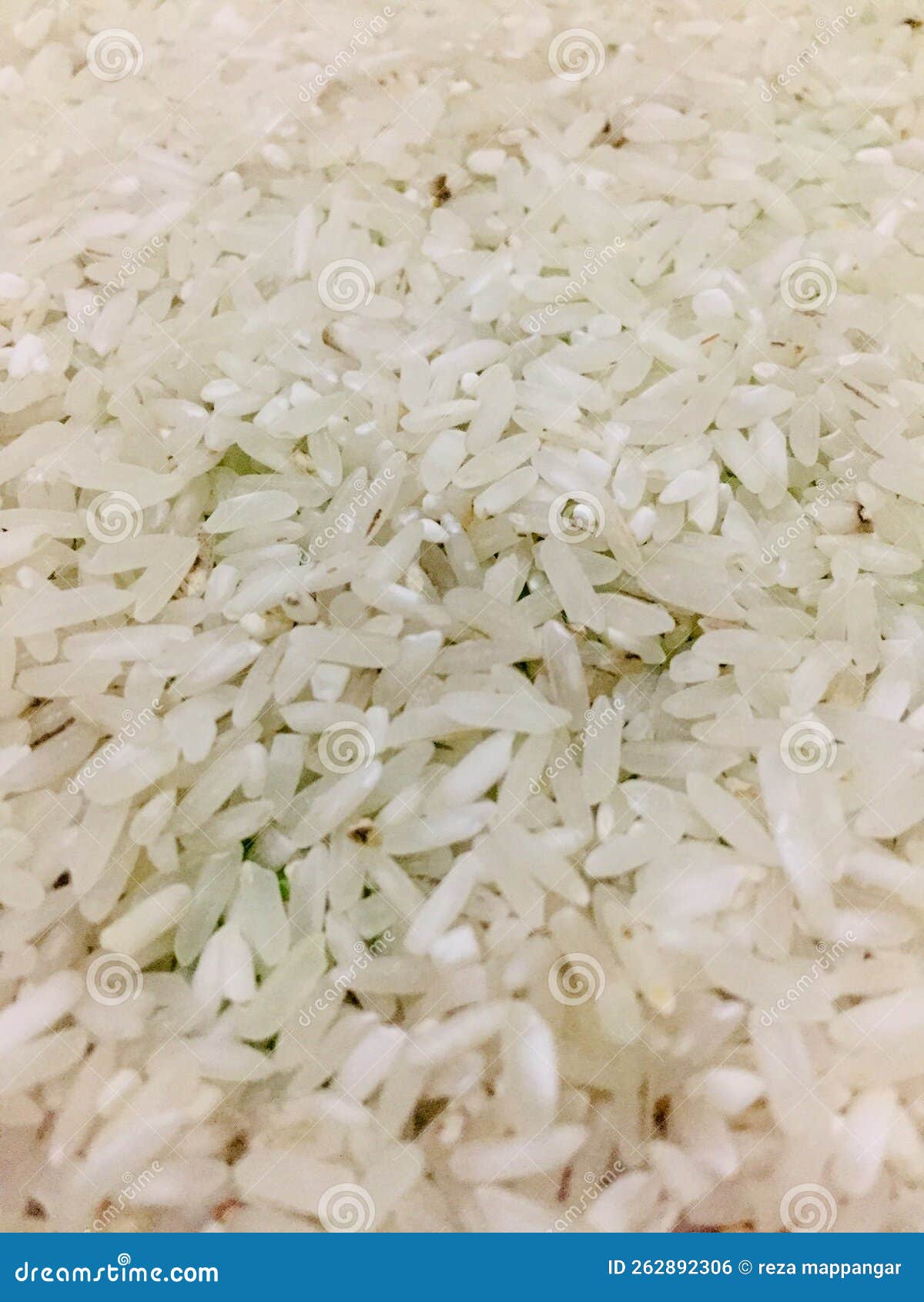 Rice seeds food stock photo. Image of white, seeds, food - 262892306