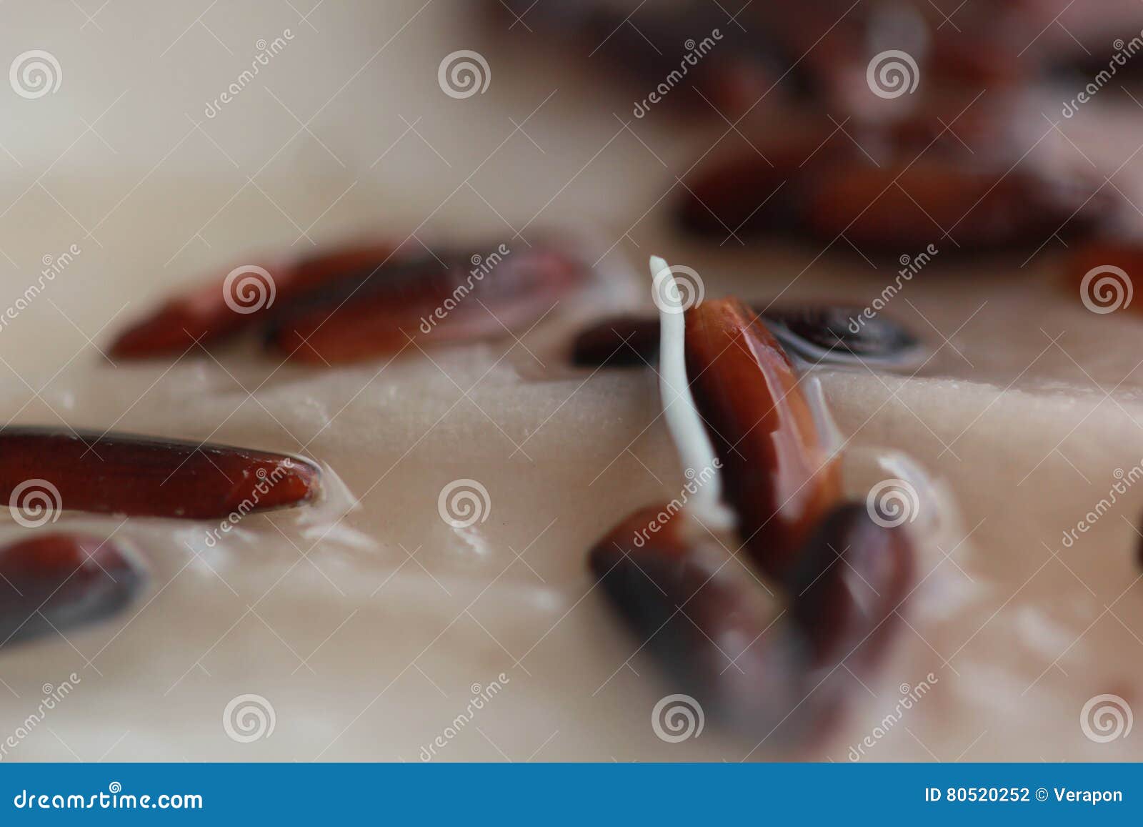 Rice seeds are germinated stock photo. Image of field - 80520252