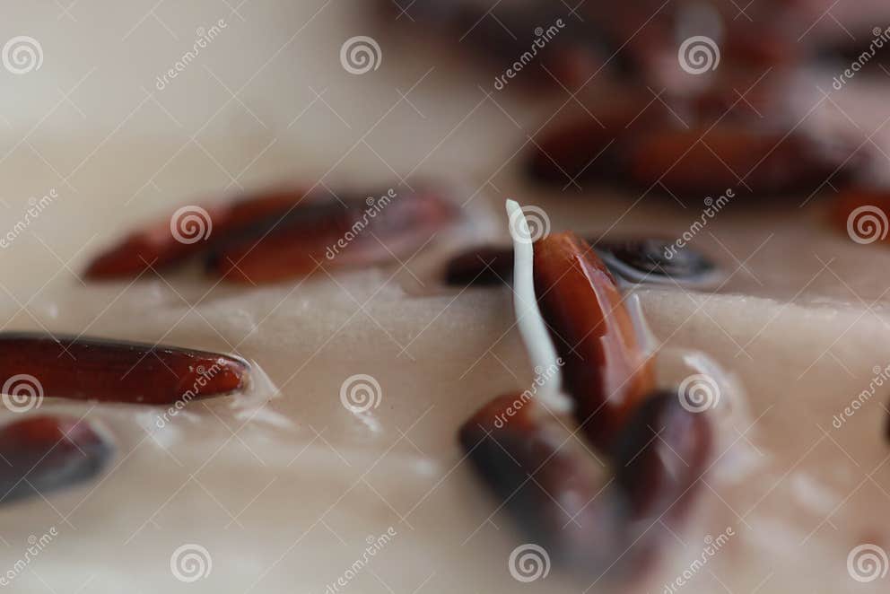 Rice seeds are germinated stock photo. Image of field - 80520252