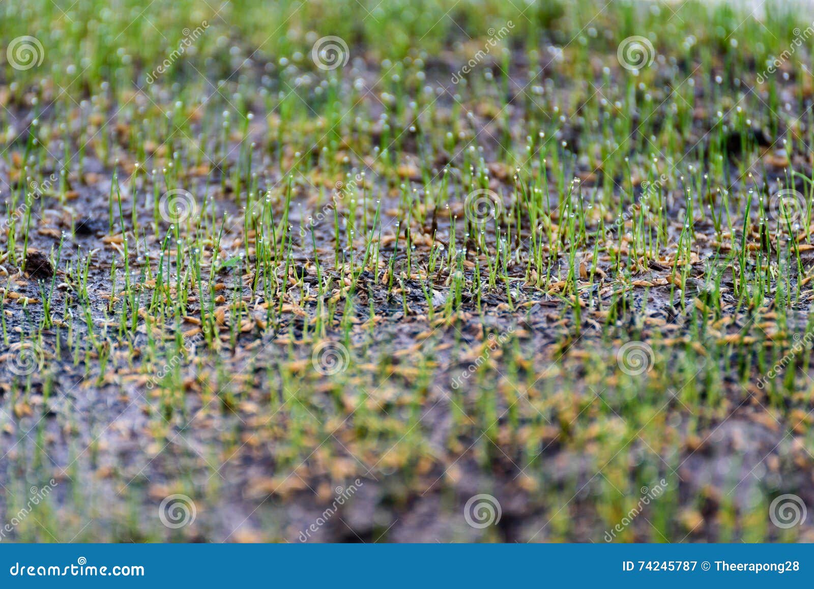 Rice seeds are germinated. stock image. Image of growing - 74245787