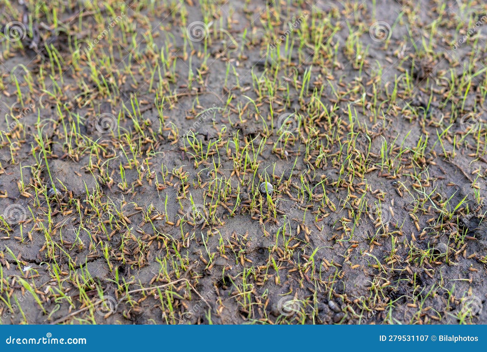 Rice Seeds Germination in the Wet Fields Stock Image - Image of plant ...
