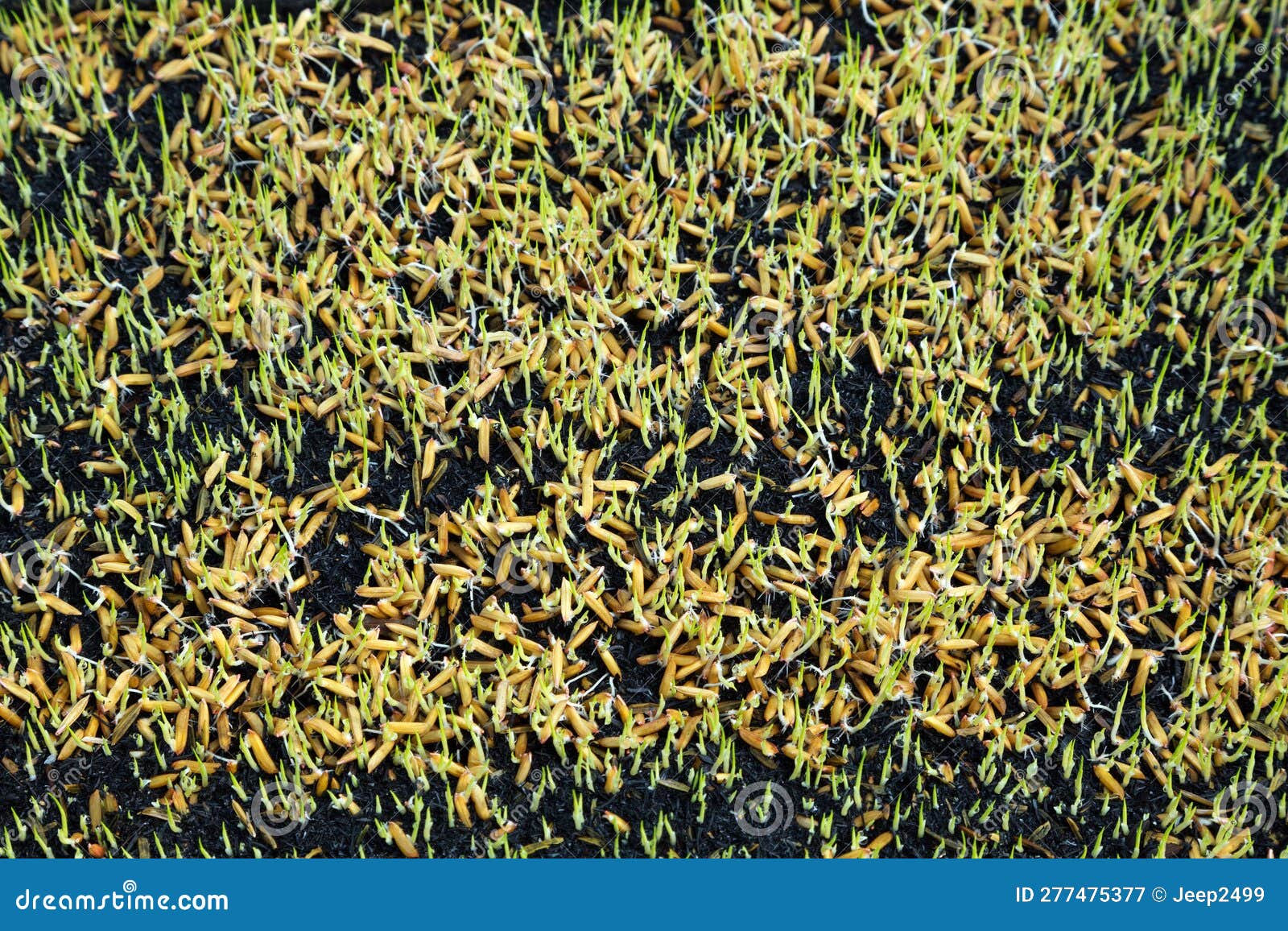 Rice seeds. stock image. Image of leaf, organic, grass - 277475377