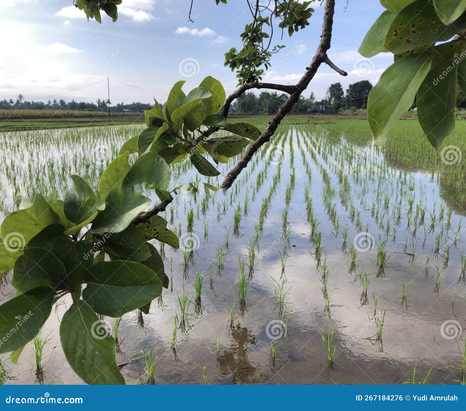 The Rice Seeds Growth Plant Stock Photo - Image of flower, jungle ...