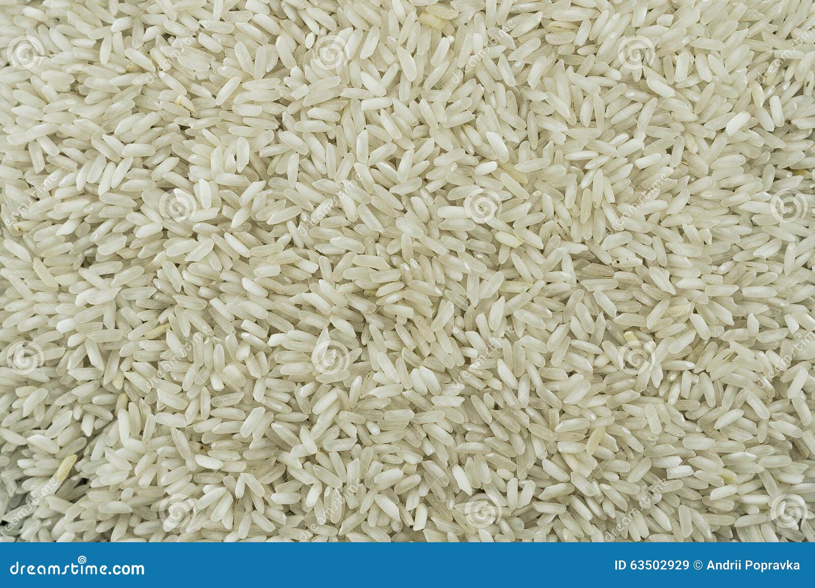 The rice seeds stock image. Image of harvest, white, granule - 63502929