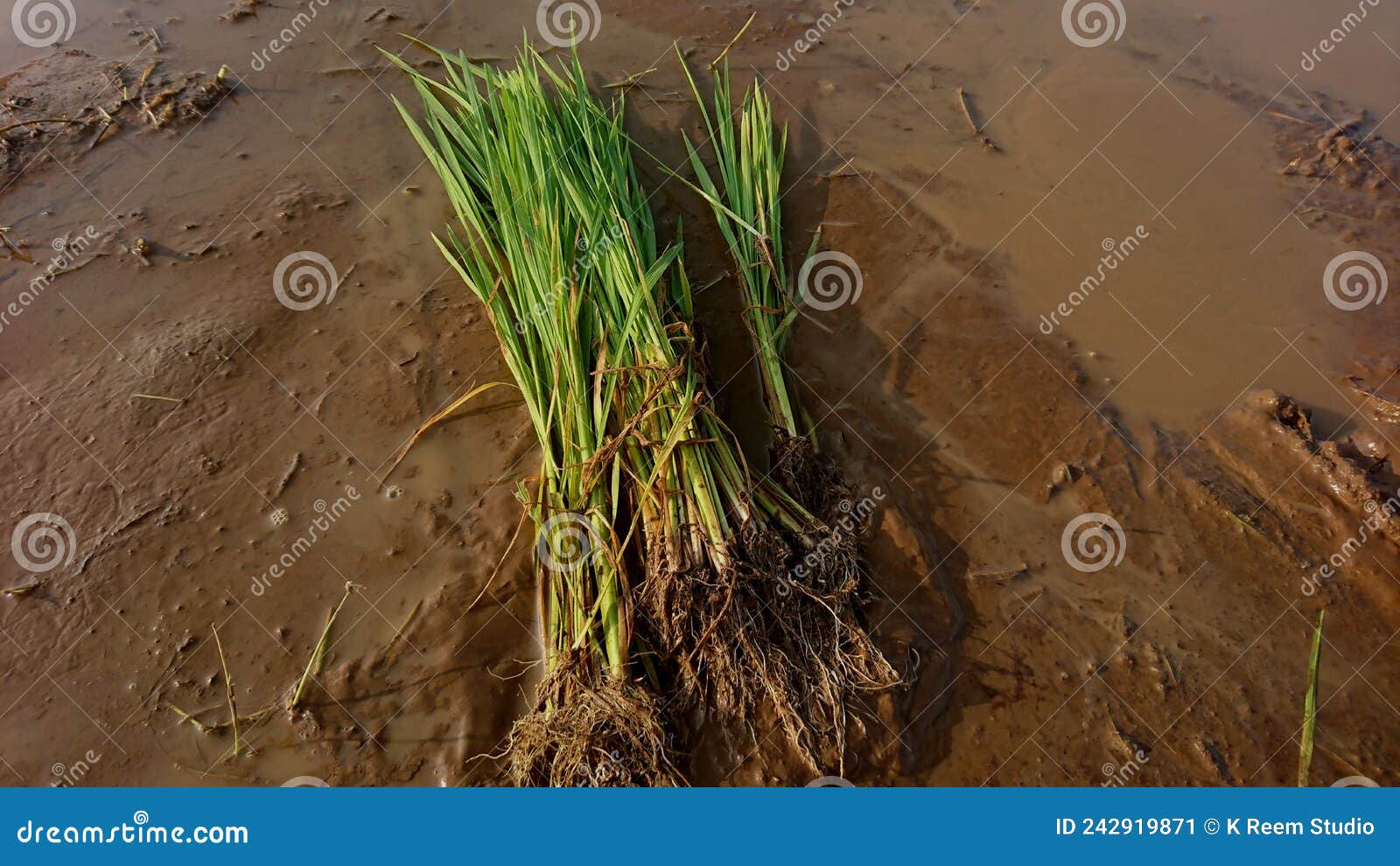 Rice Seeds are Lying in Muddy Rice Fields Stock Image - Image of ...