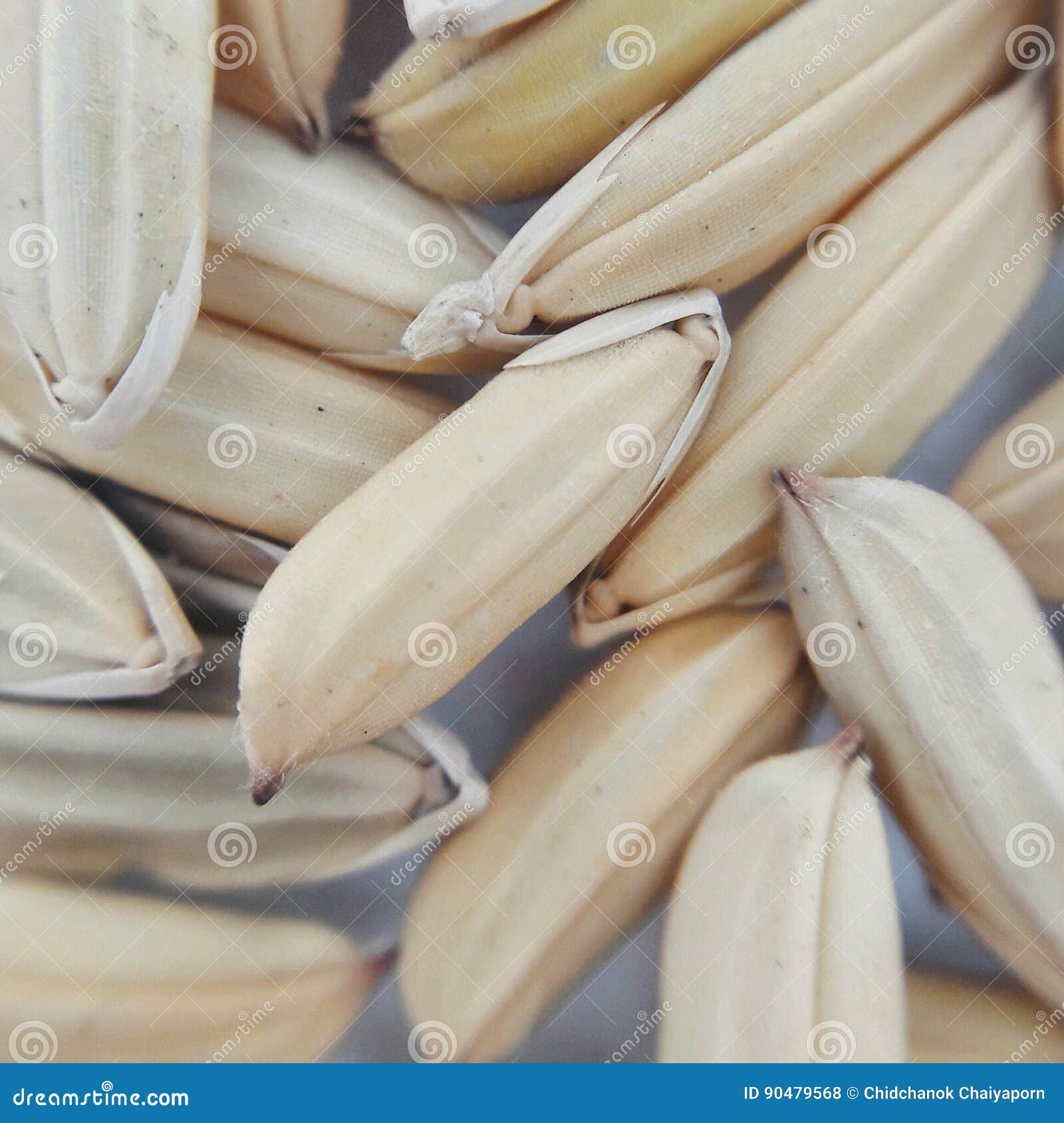Rice stock photo. Image of oryzasativa, food, rice, thailand - 90479568