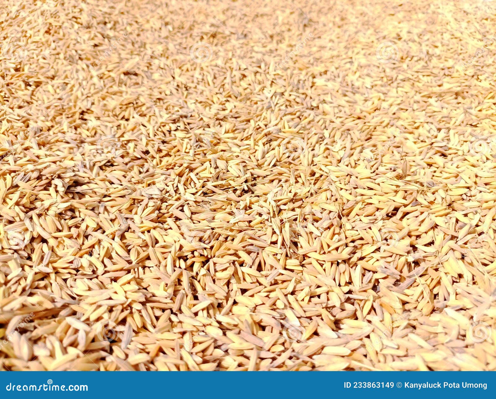 Paddy Background Royalty-Free Stock Photography | CartoonDealer.com ...